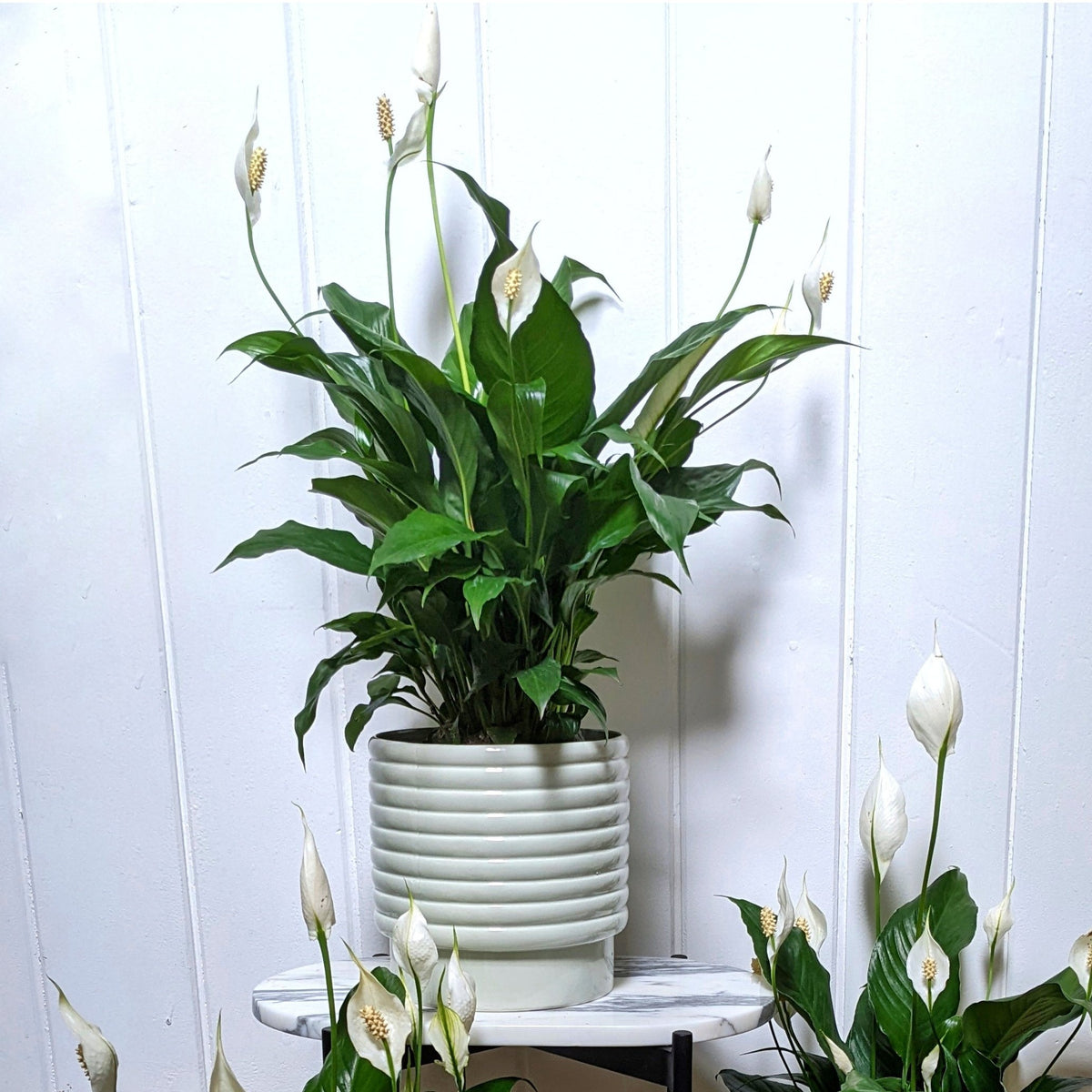 Ceramic Podium Planter - Light Green | Plantsmith Indoor Plants Melbourne