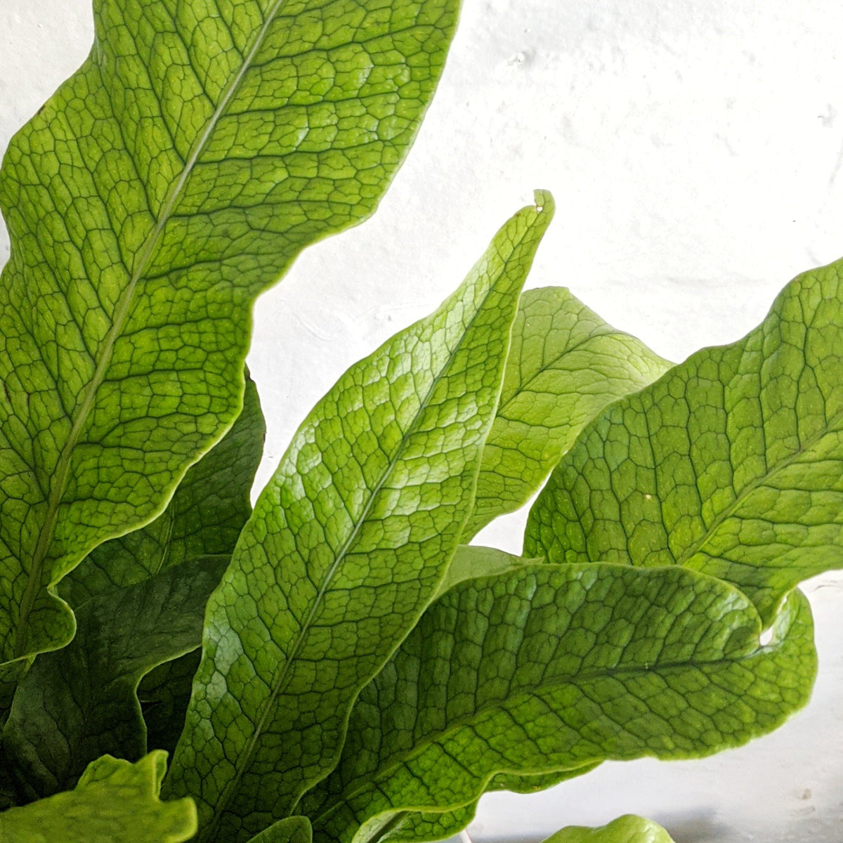 Microsorum musifolium (Crocodylus Fern) - 20cm pot | Plantsmith Indoor ...