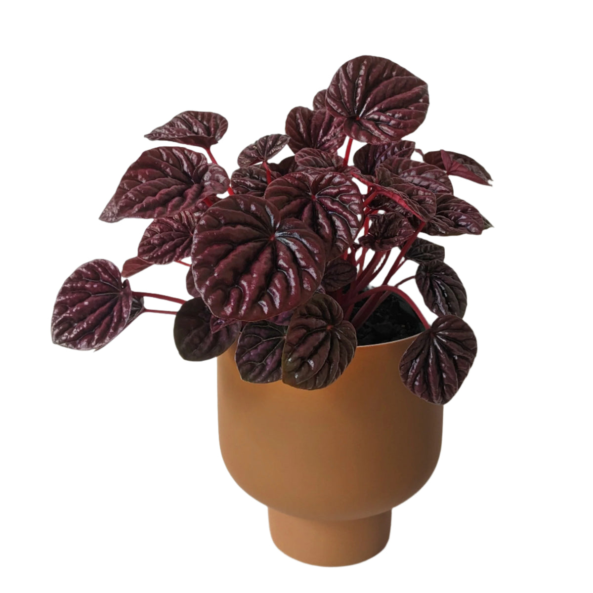 Ruby Peperomia in Fergus Planter | Plantsmith Indoor Plants Melbourne