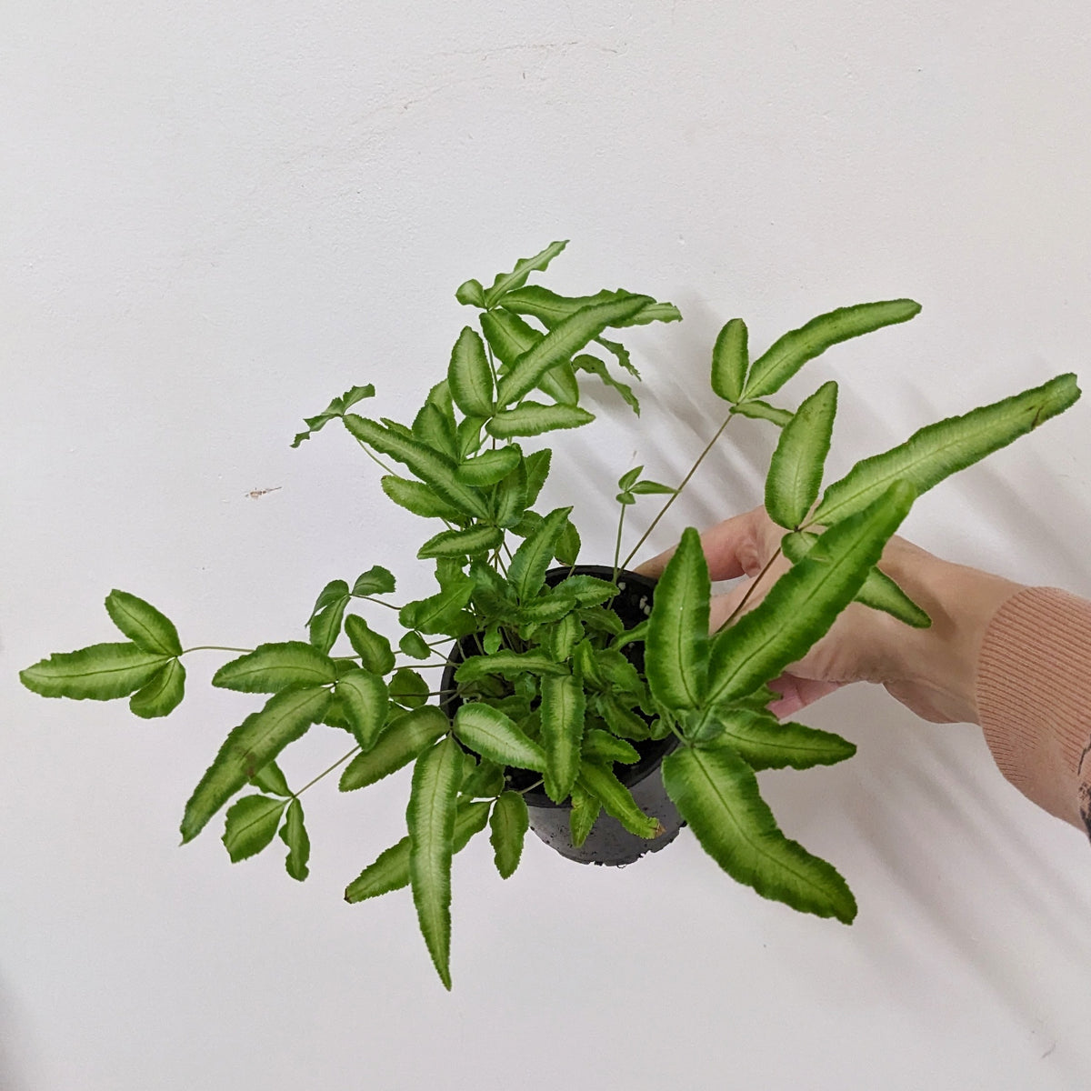 Pteris Albo Lineata (Striped Cretan Brake Fern) - 10cm pot | Plantsmith ...