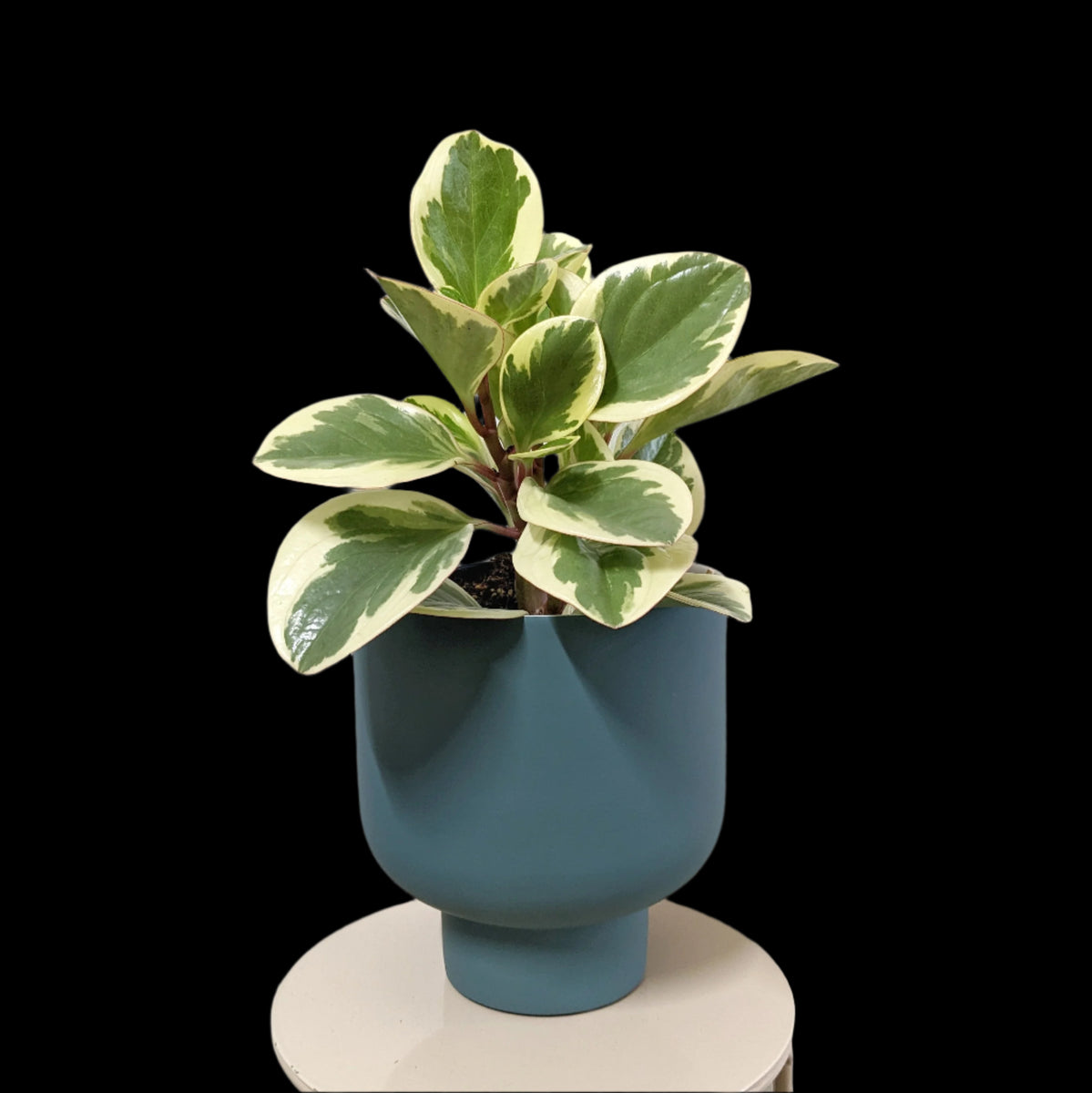 Peperomia obtipan bicolor in Fergus pot | Plantsmith Indoor Plants ...