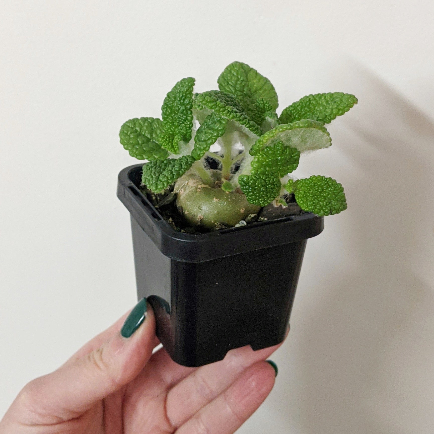 Sinningia bullata 'Emerald Forest' - 7cm | Plantsmith Indoor Plants ...