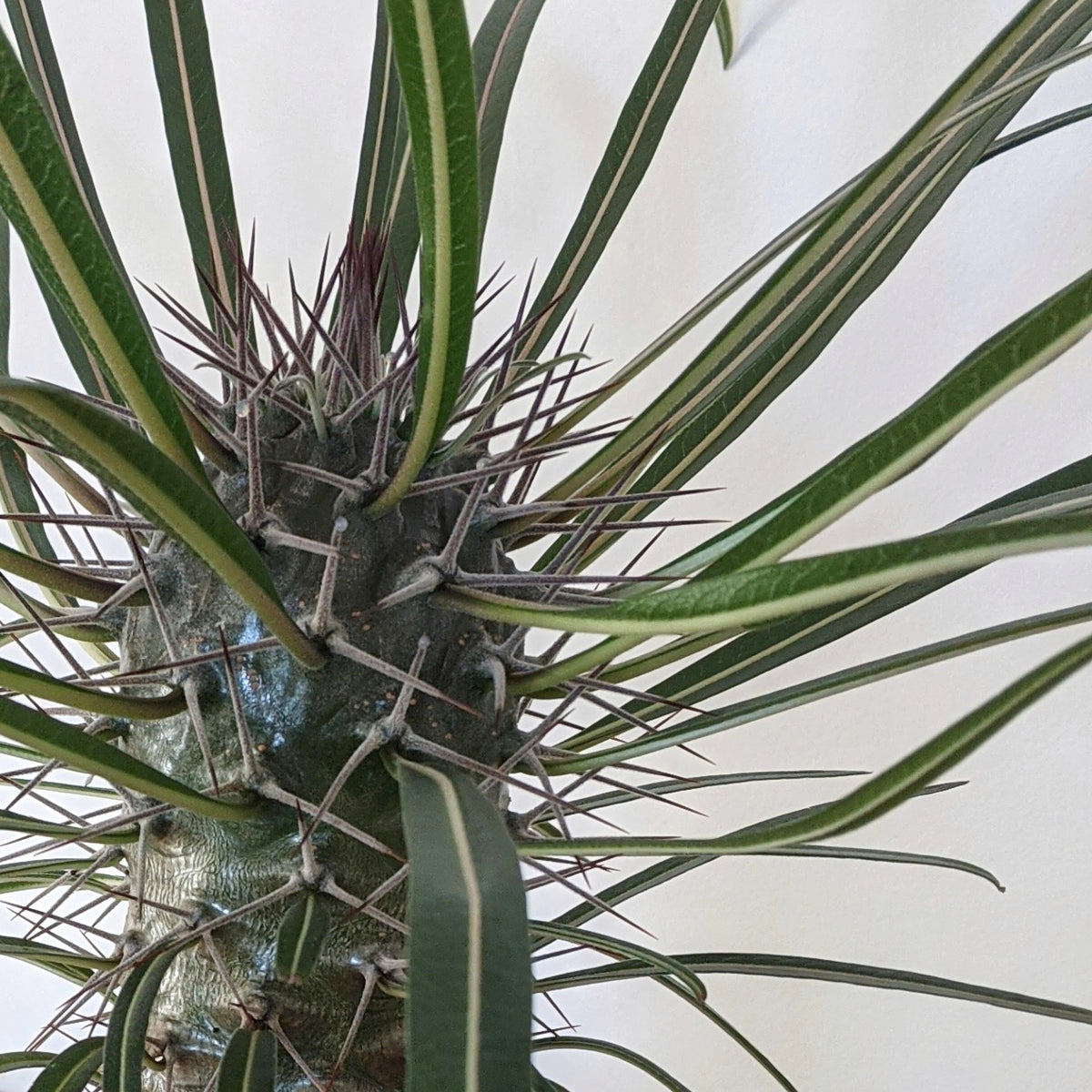 Pachypodium geayi - 13cm pot | Plantsmith Indoor Plants Melbourne