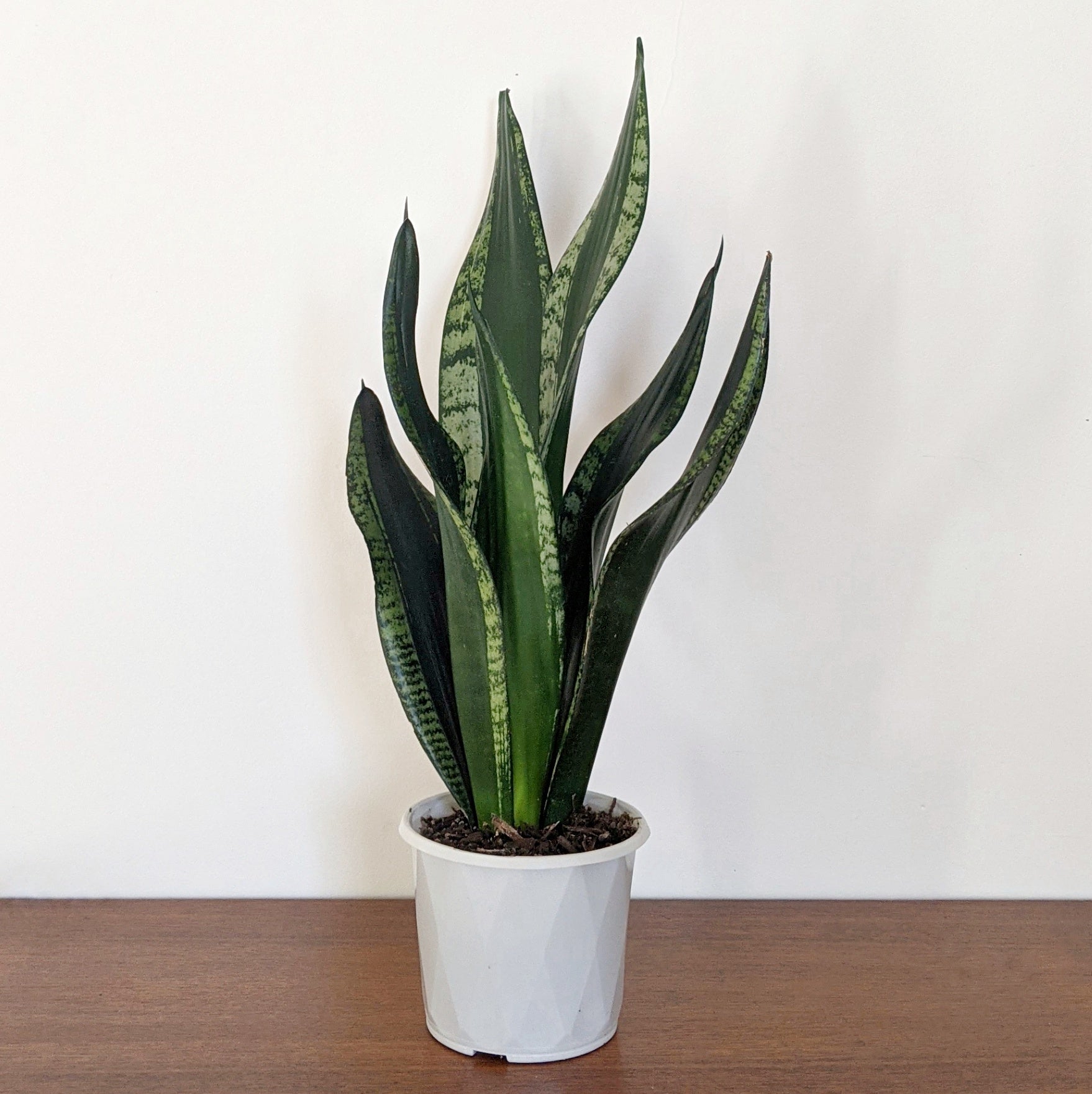 Sansevieria 'Whitney' (Snake Plant) - 13cm pot | Plantsmith Indoor ...