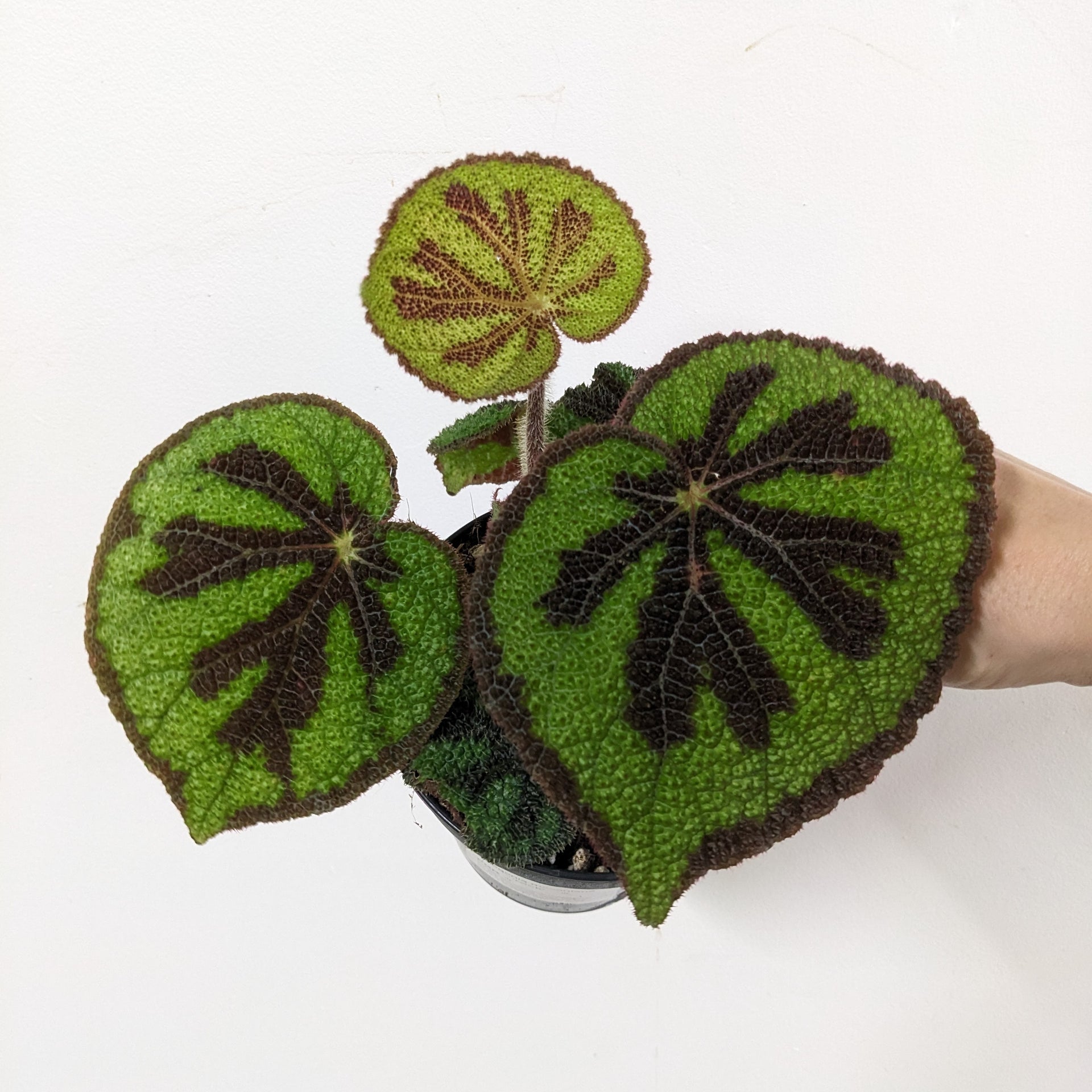 Begonia masoniana ‘Rock’ - 12cm pot | Plantsmith Indoor Plants Melbourne