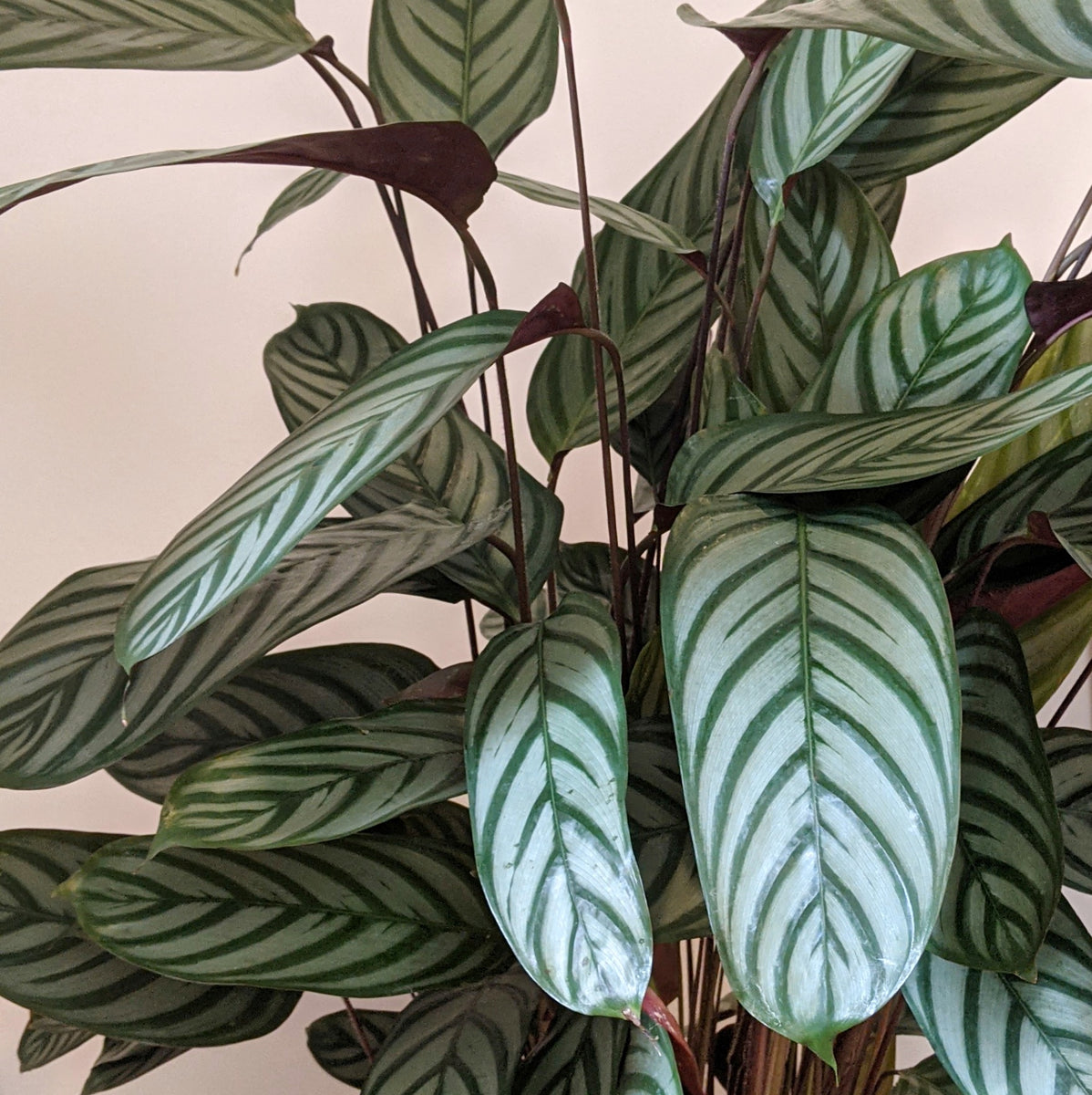 Ctenanthe setosa 'Grey Star' - 25cm pot | Plantsmith Indoor Plants ...