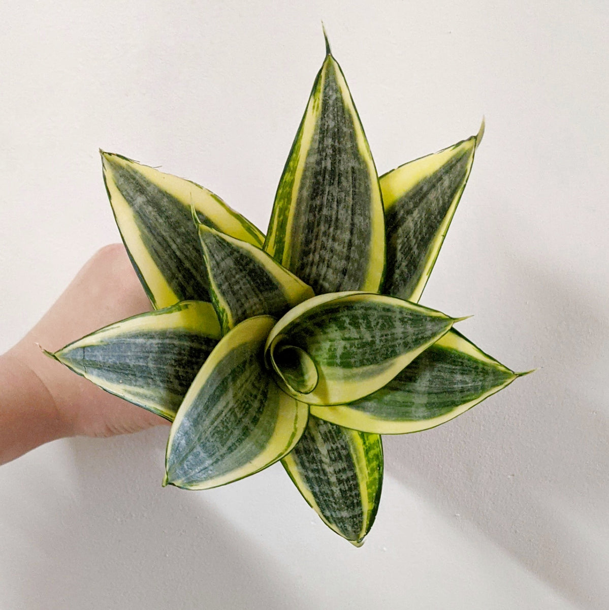 Sansevieria Golden Hahnii (Snake Plant) - 8cm pot | Plantsmith Indoor ...