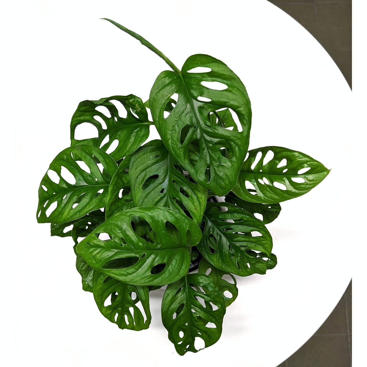 Monstera adansonii 'Monkey Mask' - 17cm pot | Plantsmith Indoor Plants ...