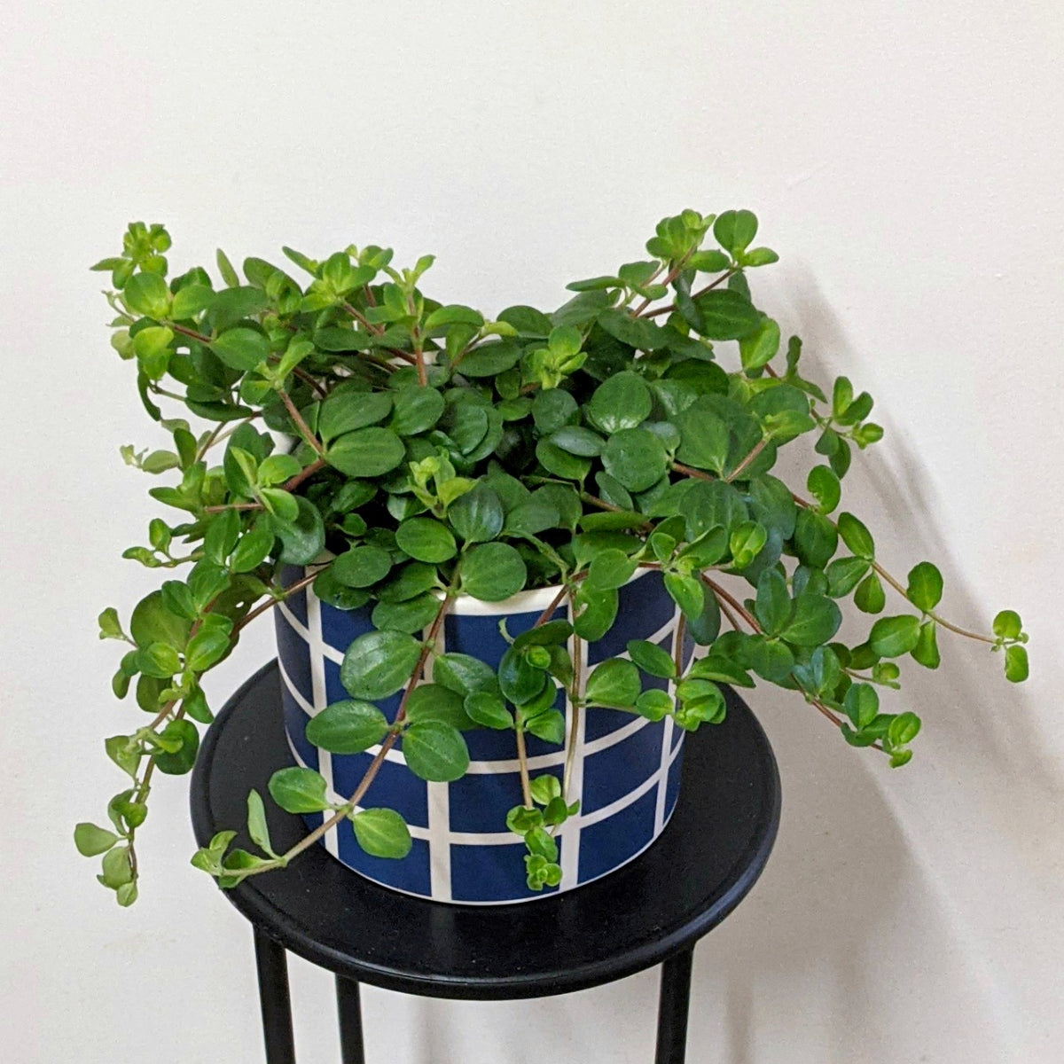Peperomia rotundifolia rondo venitiano - 12cm Pot | Plantsmith Indoor ...
