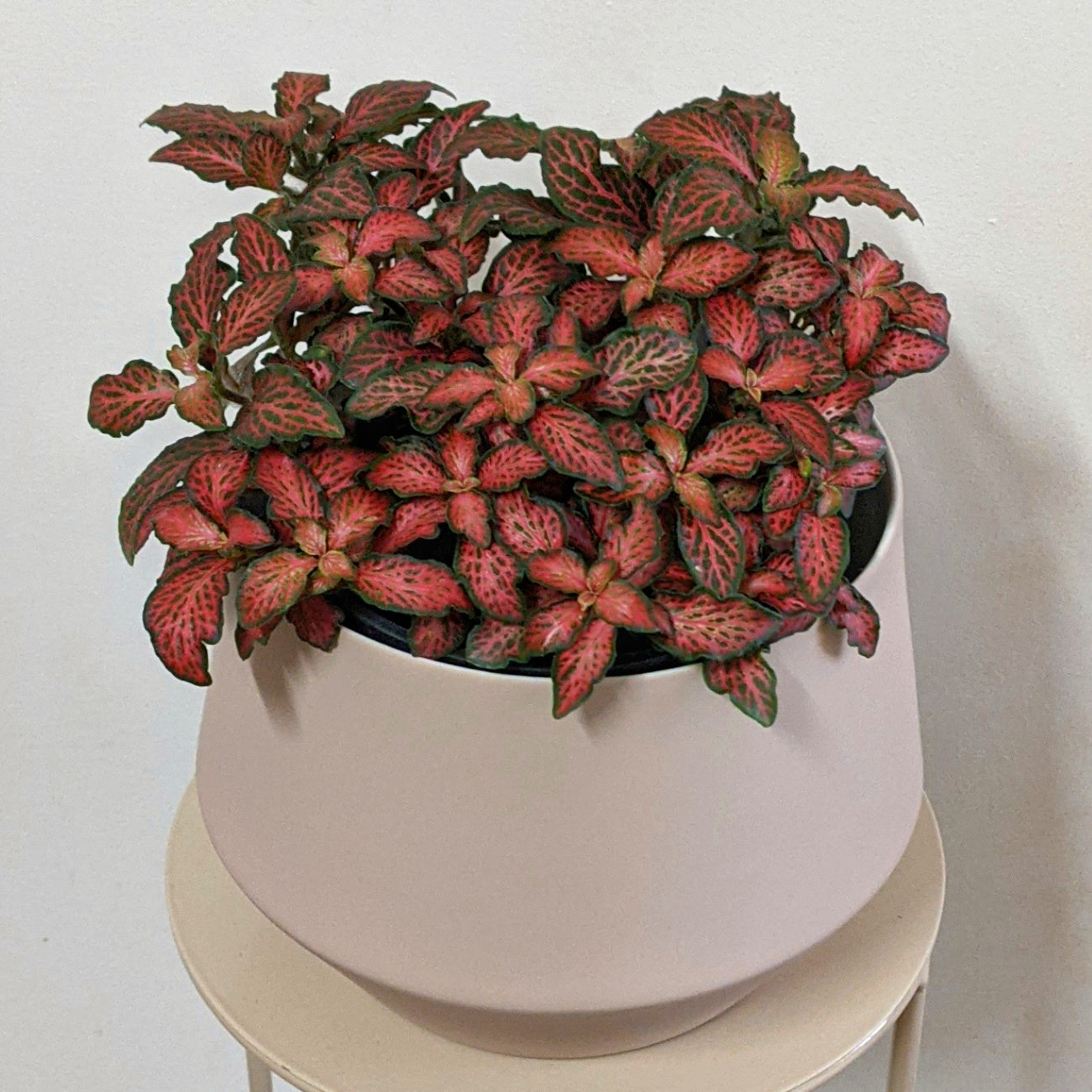 Fittonia verschaffeltii (Nerve Plant) - 12.5cm pot | Plantsmith Indoor ...