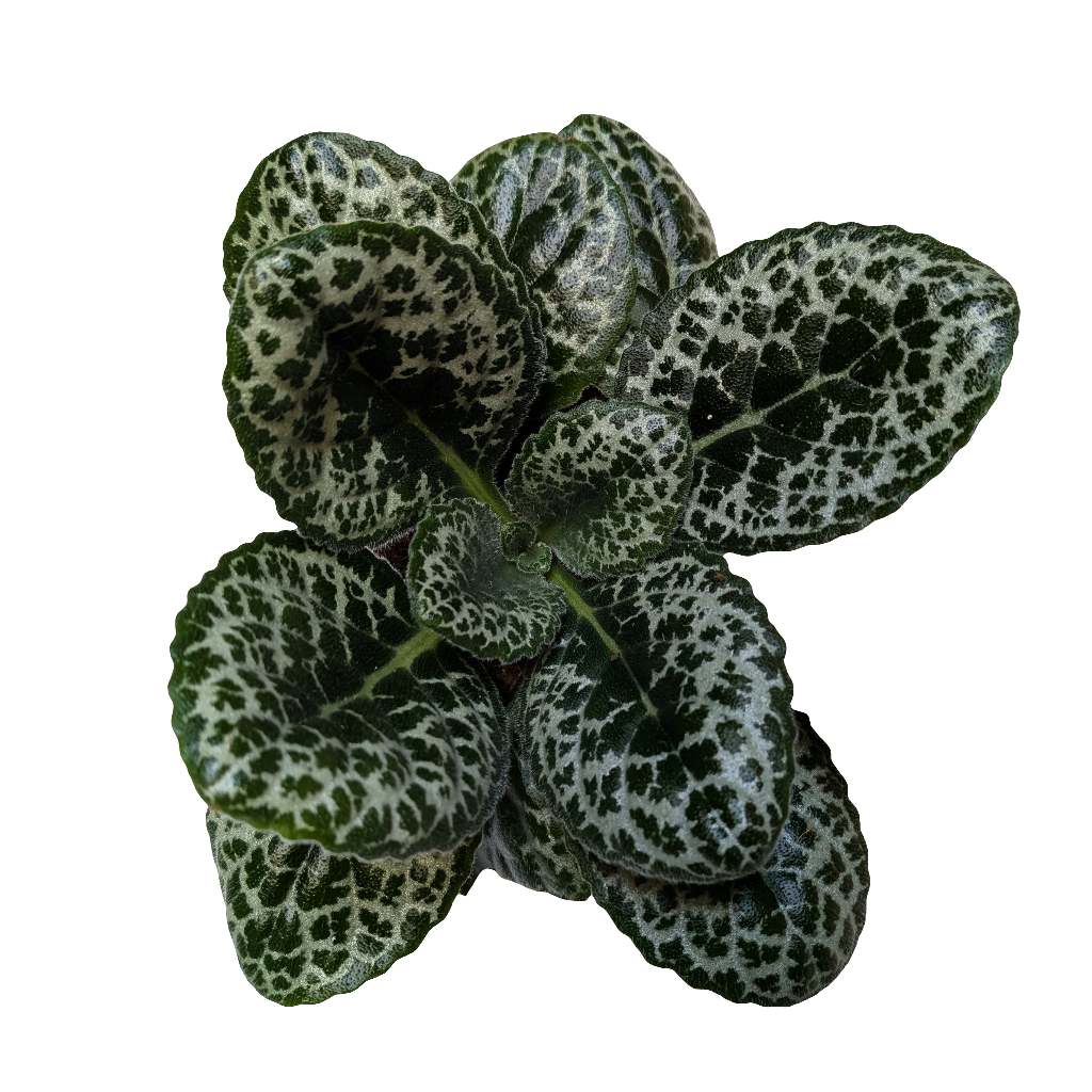 Streptocarpus 'Pretty Turtle' - 12cm pot | Plantsmith Indoor Plants ...