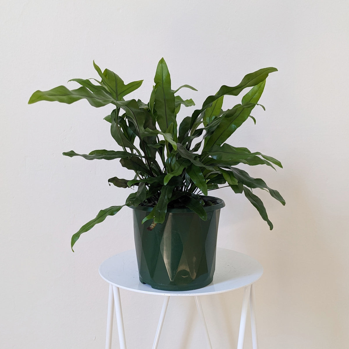 Microsorum diversifolium (Kangaroo Paw Fern) - 13cm pot | Plantsmith ...