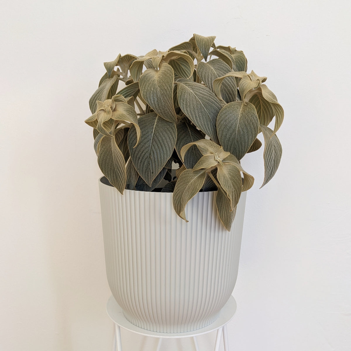 Strobilanthes gossypinus - Silver Persian Shield - 20cm | Plantsmith ...