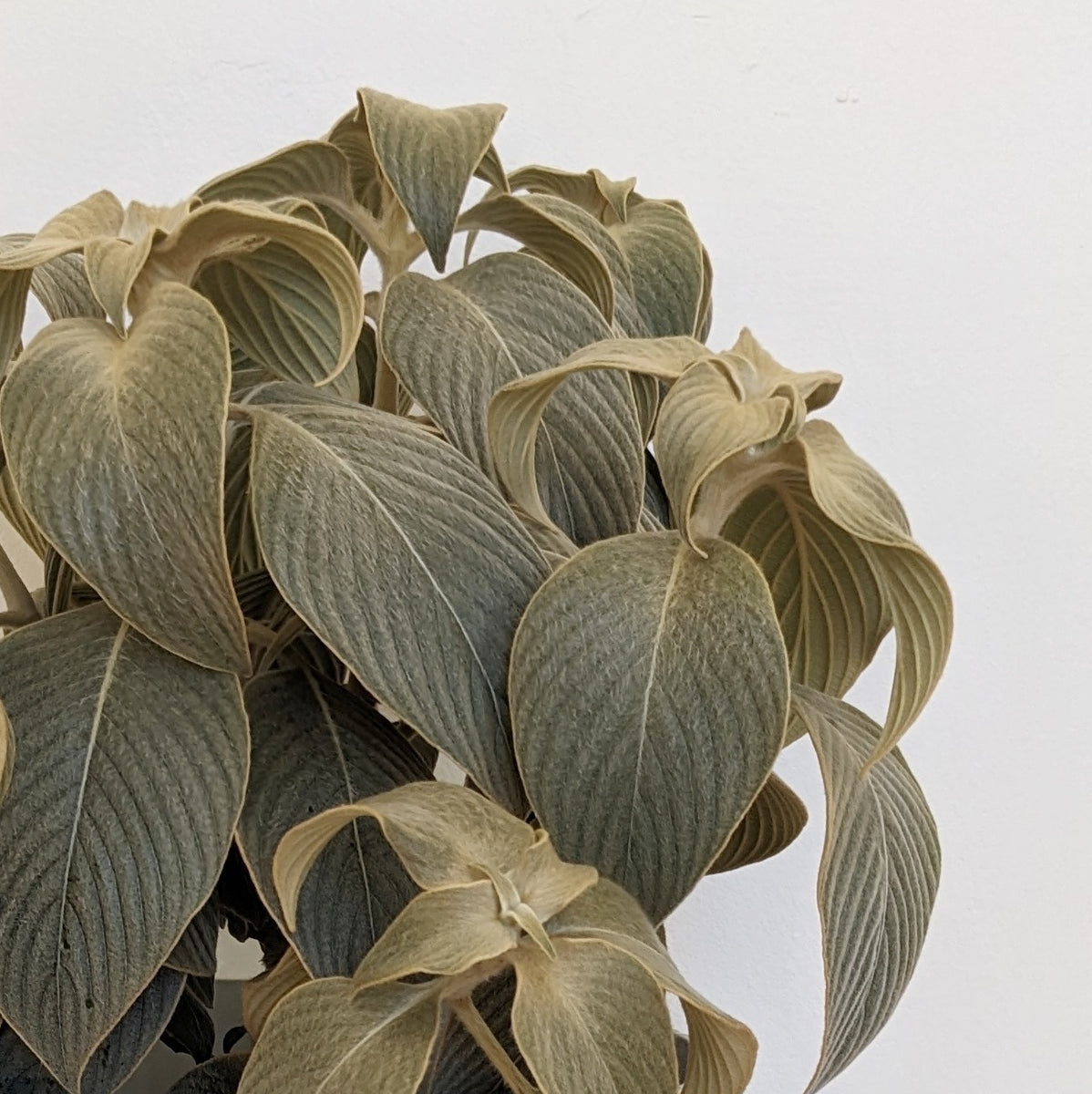 Strobilanthes gossypinus - Silver Persian Shield - 20cm | Plantsmith ...