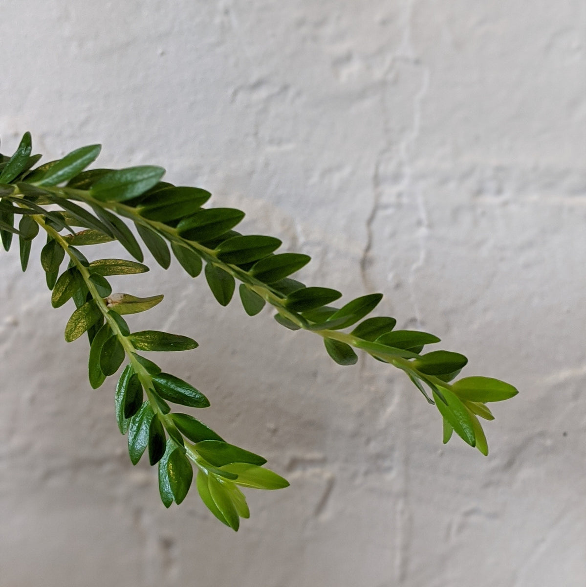 Phlegmariurus phlegmaria (Fiji Layered Tassel Fern) | Plantsmith Indoor ...