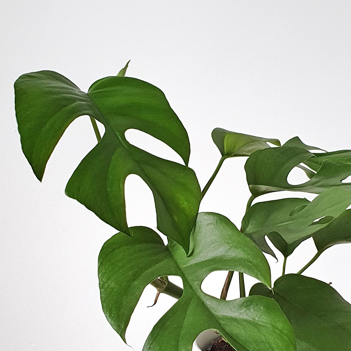 Rhaphidophora tetrasperma (mini monstera) - 17cm totem | Plantsmith ...