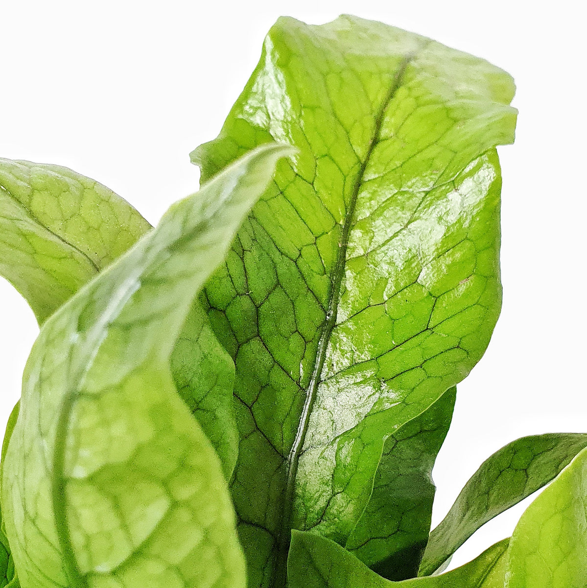 Microsorum musifolium (Crocodylus Fern) - 12cm pot | Plantsmith Indoor ...