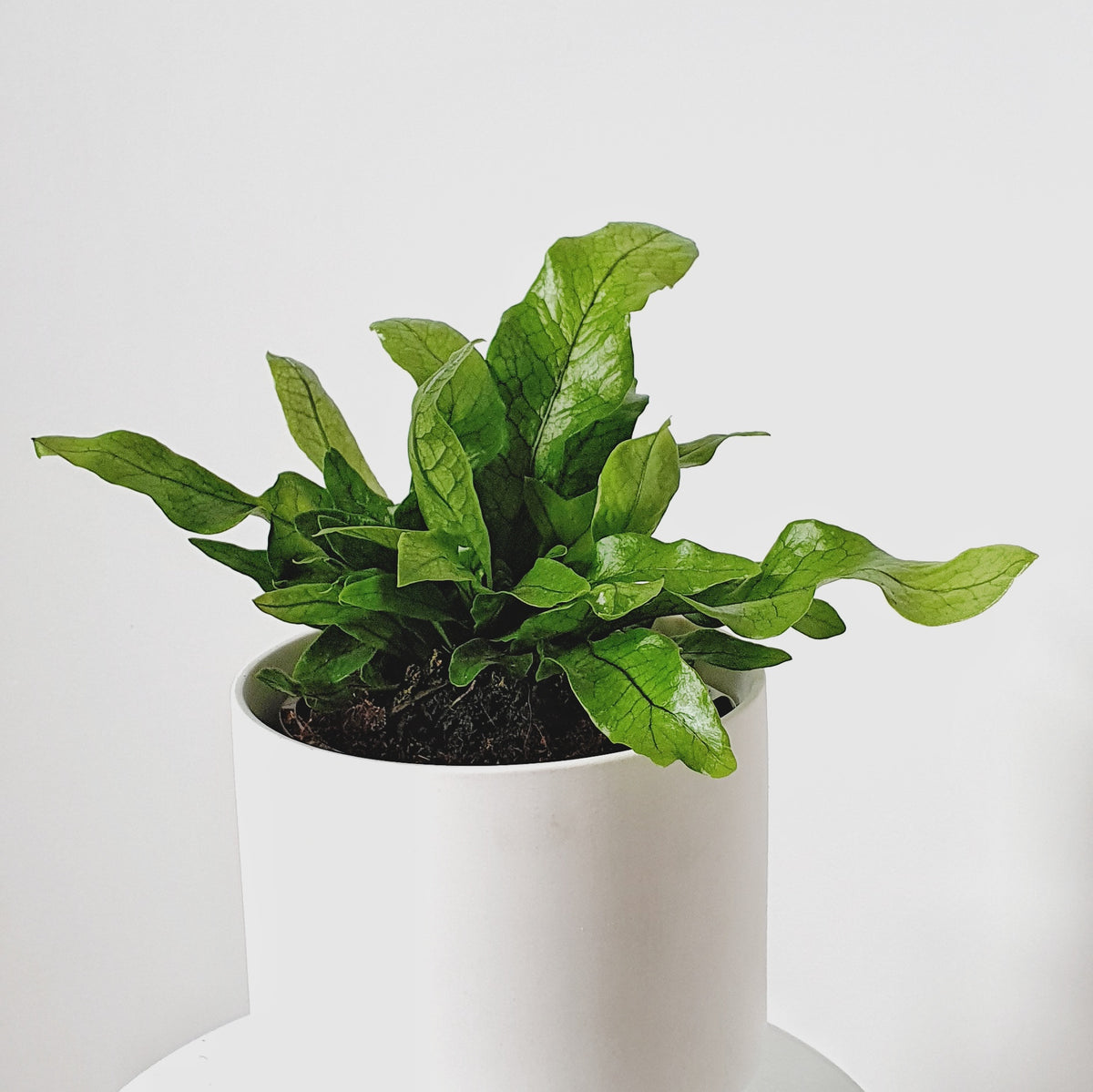 Microsorum musifolium (Crocodylus Fern) - 12cm pot | Plantsmith Indoor ...