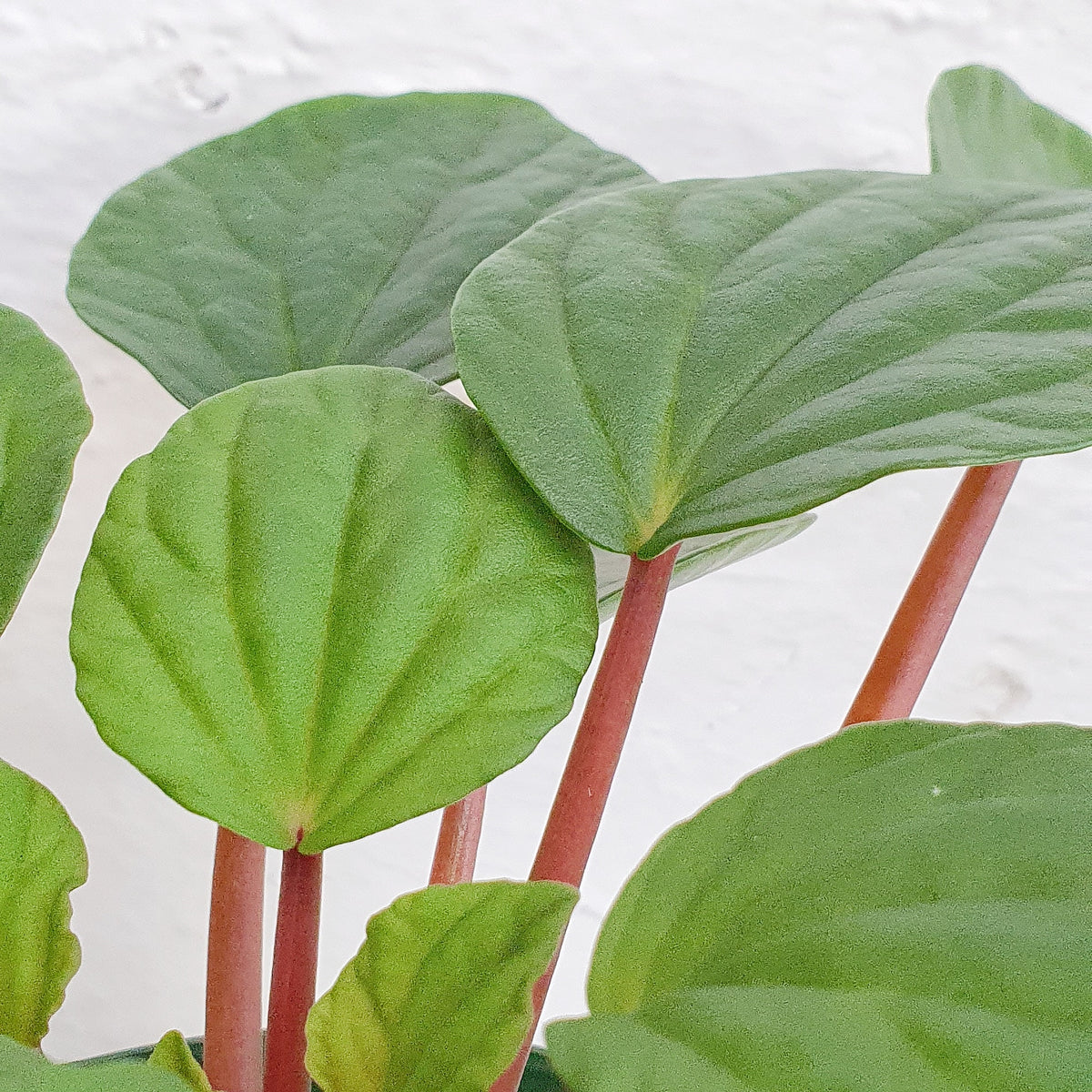 Peperomia fraseri (Flowering Peperomia) - 13cm pot | Plantsmith Indoor ...
