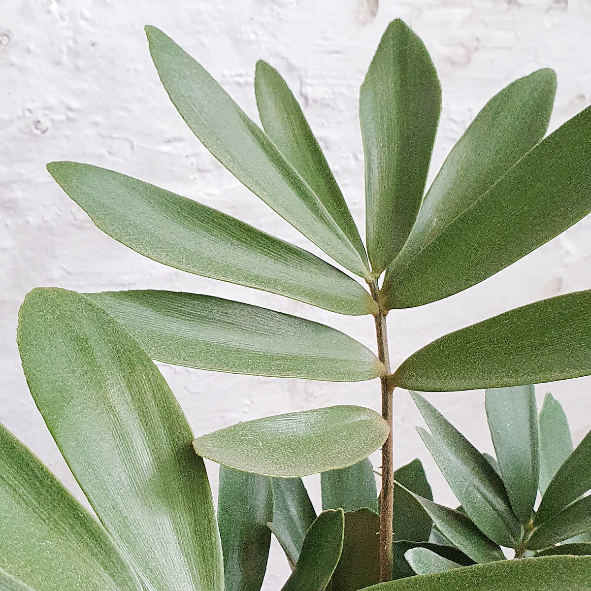 Zamia furfuracea (Cardboard Palm) - 20cm pot | Plantsmith Indoor Plants ...