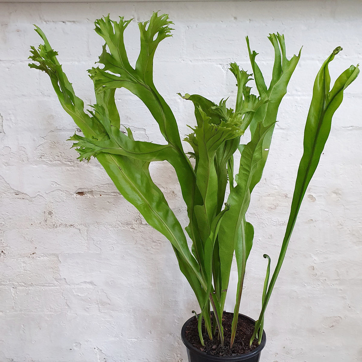 Microsorium punctatum 'Grandiceps' (Terrestrial Elk Horn Fern ...