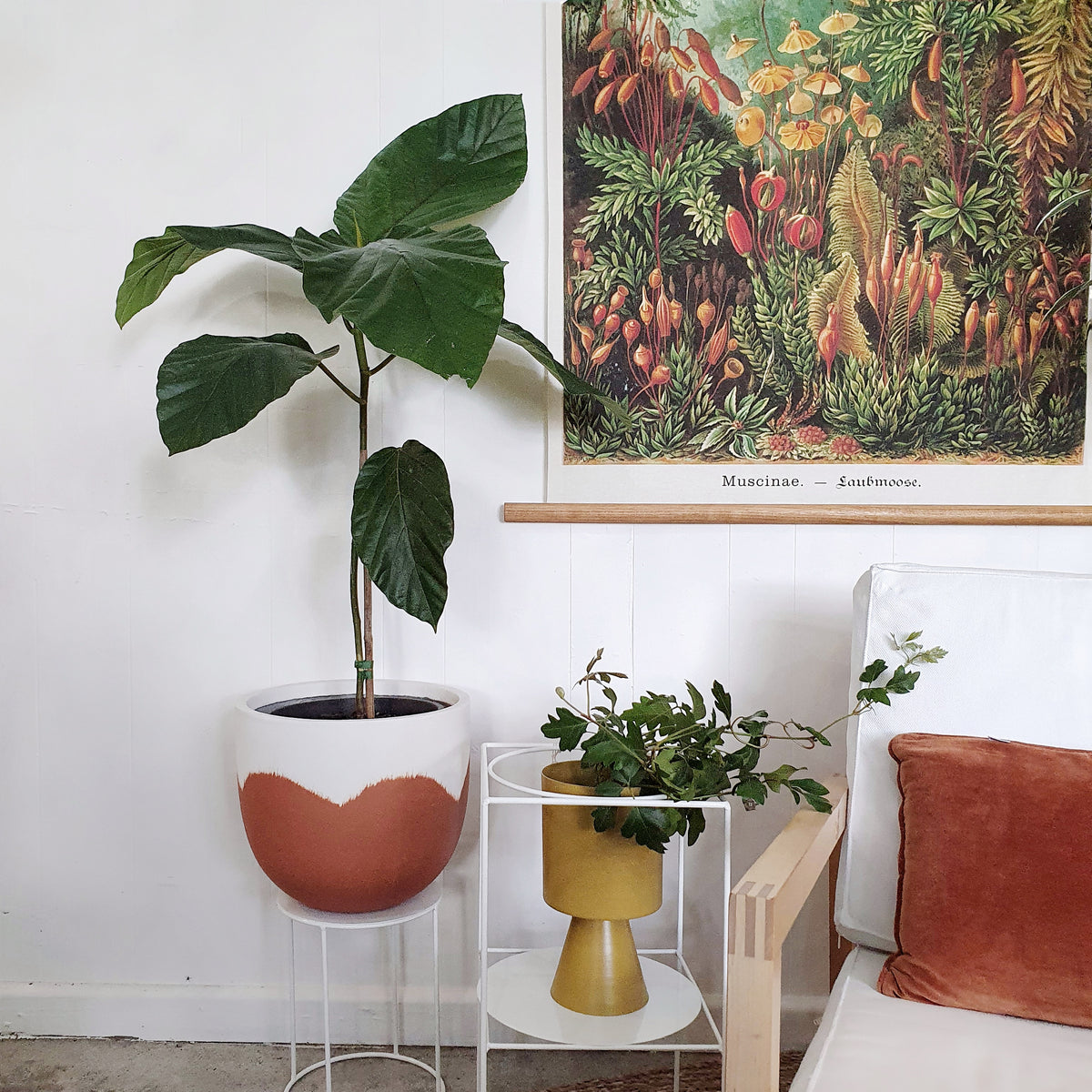 Ficus dammaropsis (Dinner Plate Fig) - 25cm pot | Plantsmith Indoor ...
