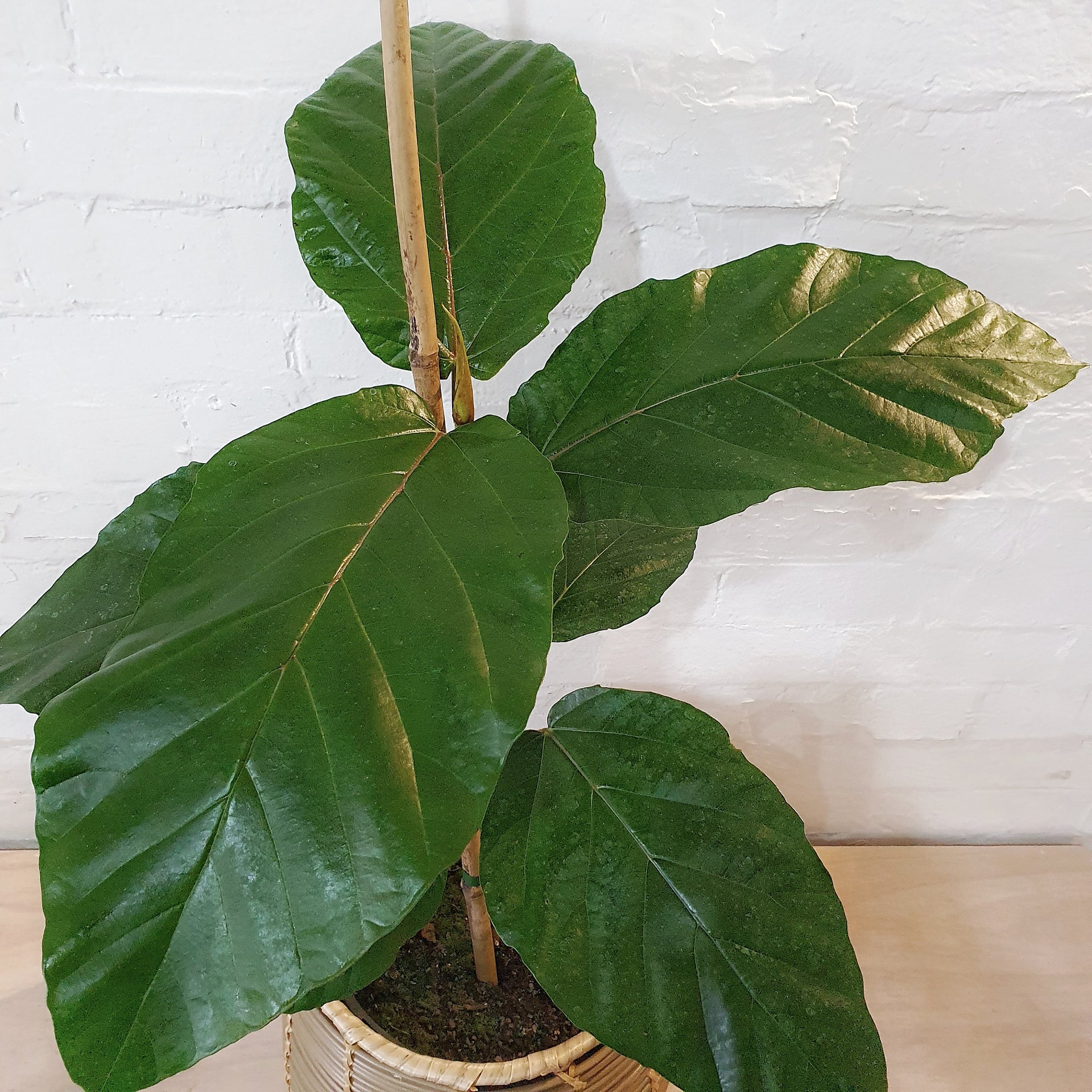 Ficus dammaropsis (Dinner Plate Fig) - 25cm pot | Plantsmith Indoor ...