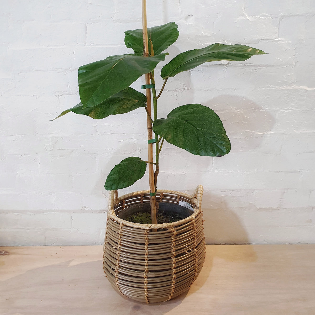 Ficus dammaropsis (Dinner Plate Fig) - 25cm pot | Plantsmith Indoor ...