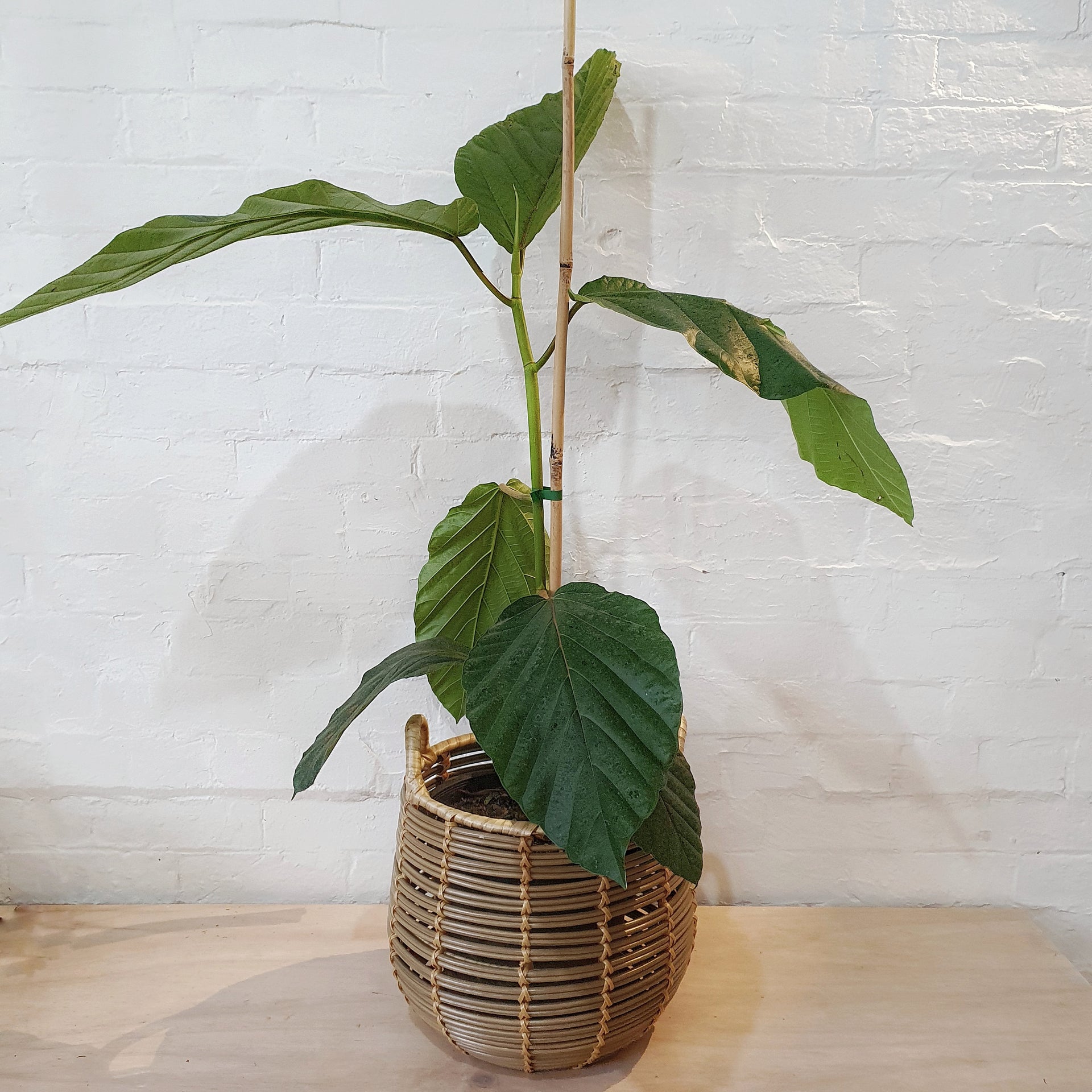 Ficus dammaropsis (Dinner Plate Fig) - 25cm pot | Plantsmith Indoor ...