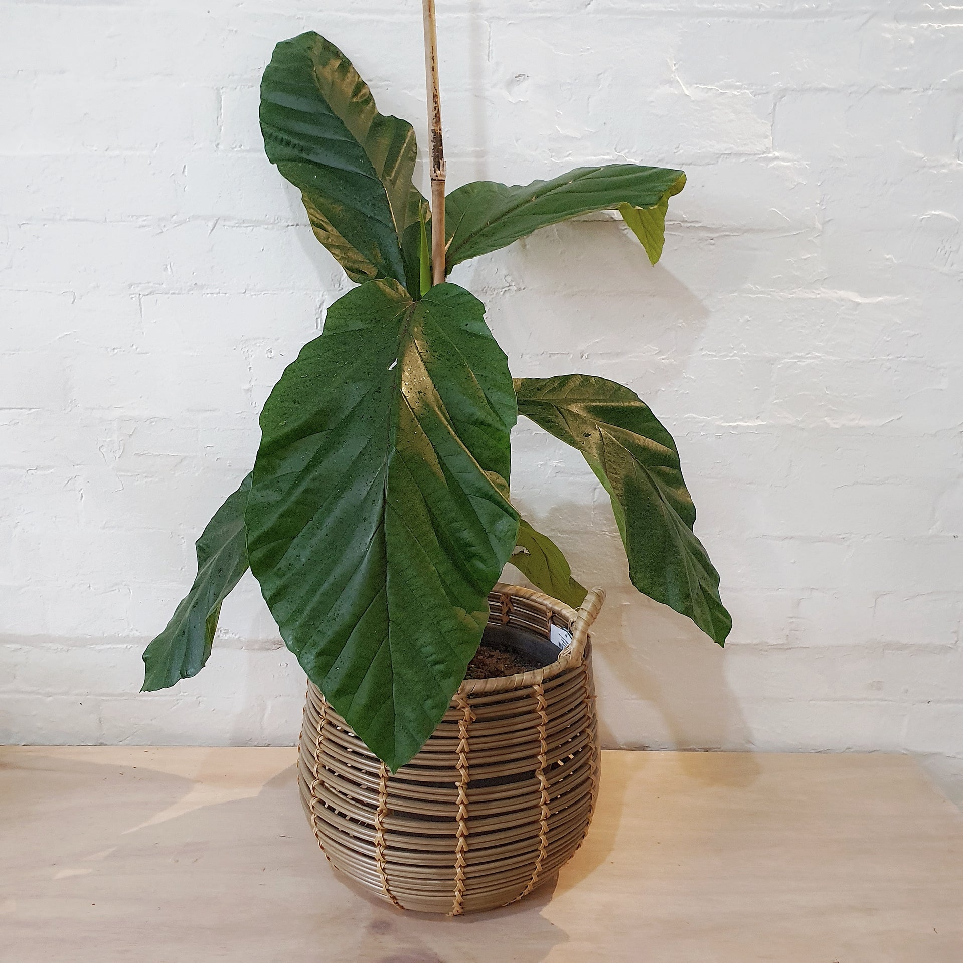 Ficus dammaropsis (Dinner Plate Fig) - 25cm pot | Plantsmith Indoor ...