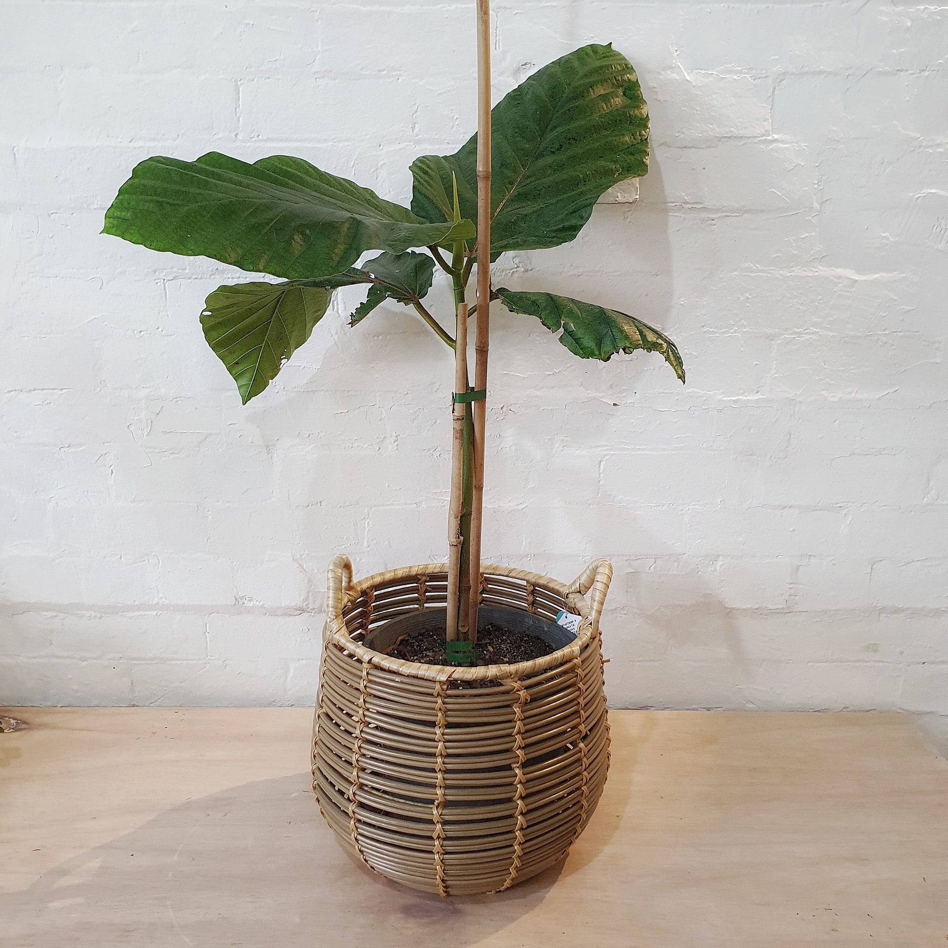 Ficus dammaropsis (Dinner Plate Fig) - 25cm pot | Plantsmith Indoor ...