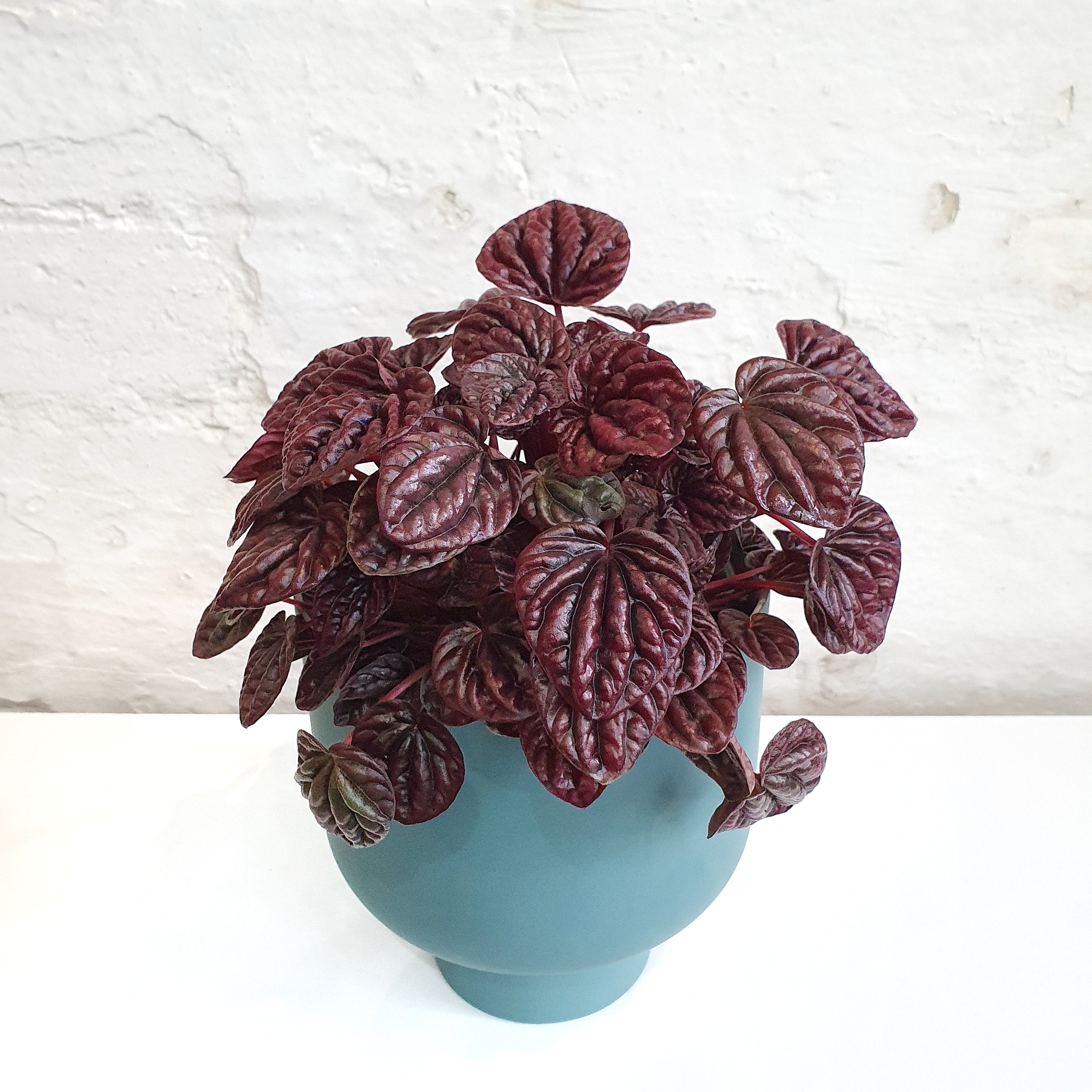 Peperomia 'Schumi Red' (Ruby Peperomia) - 13cm pot | Plantsmith Indoor ...