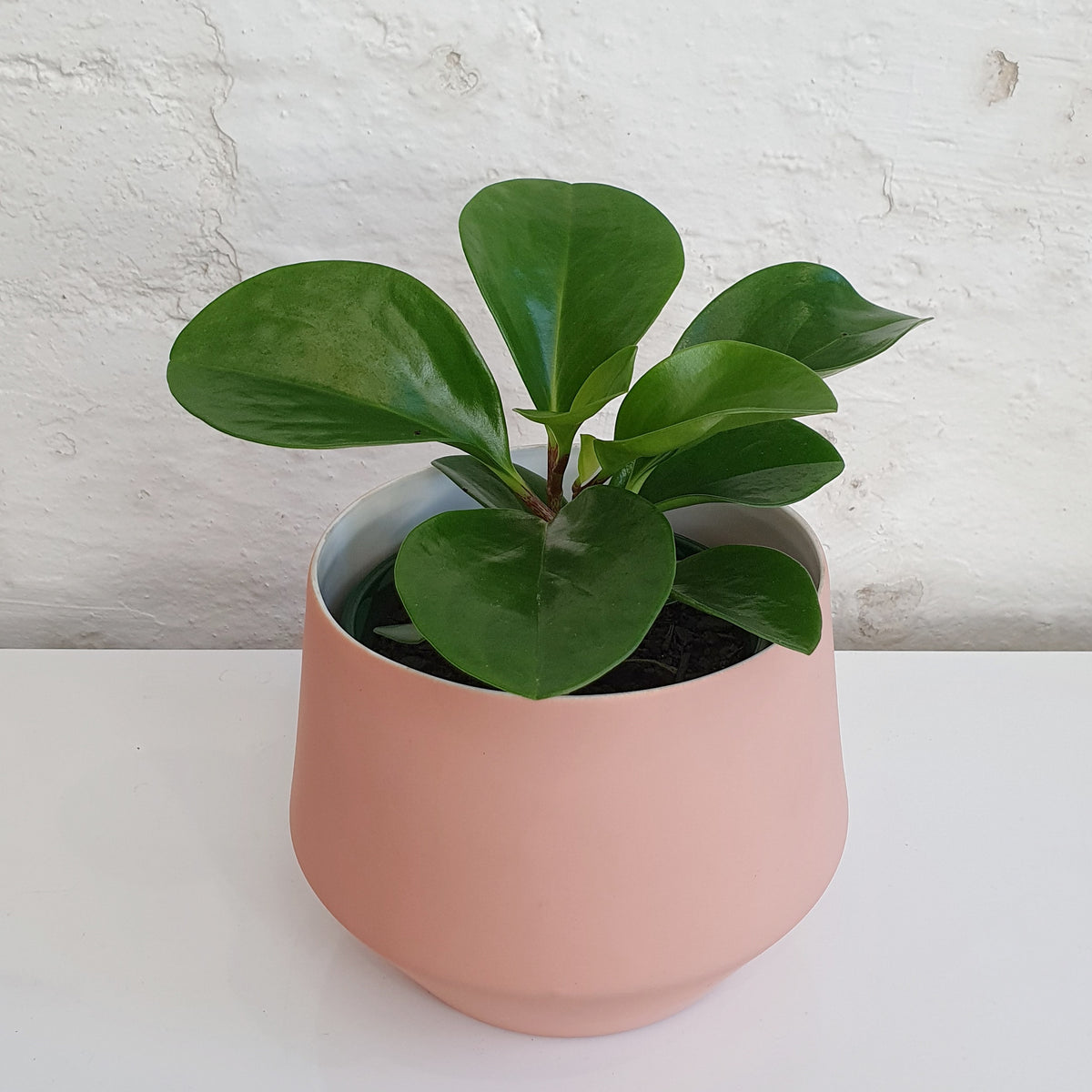 Peperomia obtusifolia (Jade Peperomia) - 13cm pot | Plantsmith Indoor ...
