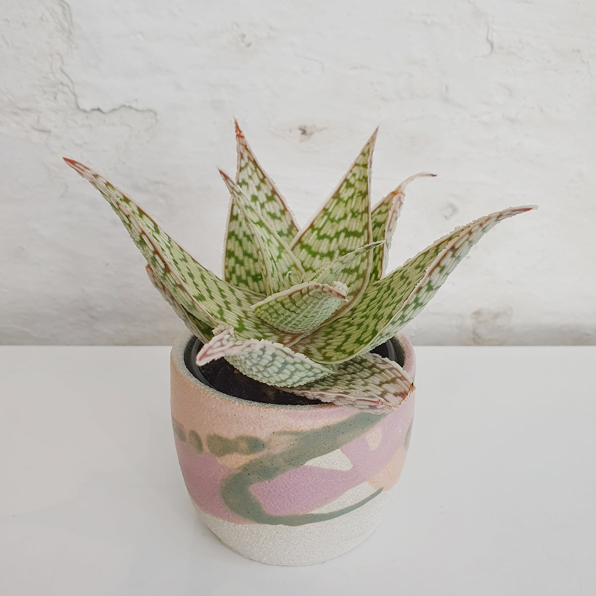 Aloe 'Sunshine' - 13cm pot | Plantsmith Indoor Plants Melbourne