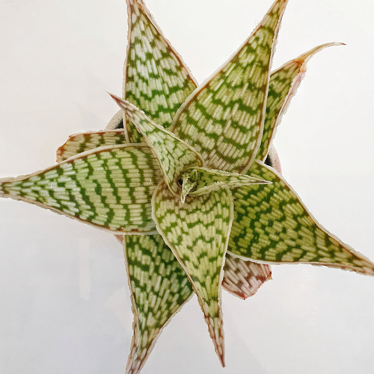 Aloe 'Sunshine' - 13cm pot | Plantsmith Indoor Plants Melbourne