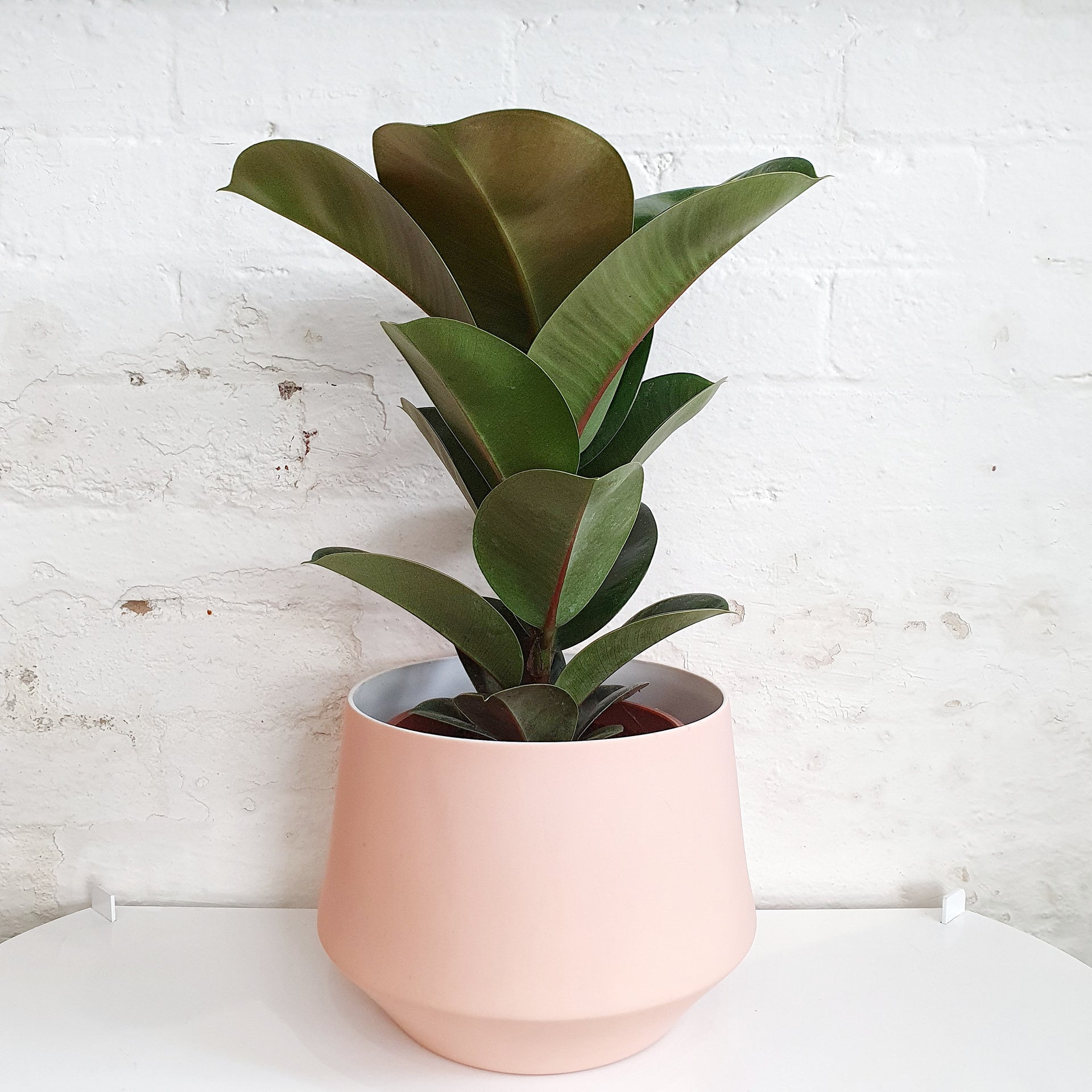 Ficus elastica ‘Sofia’ - 19cm pot | Plantsmith Indoor Plants Melbourne