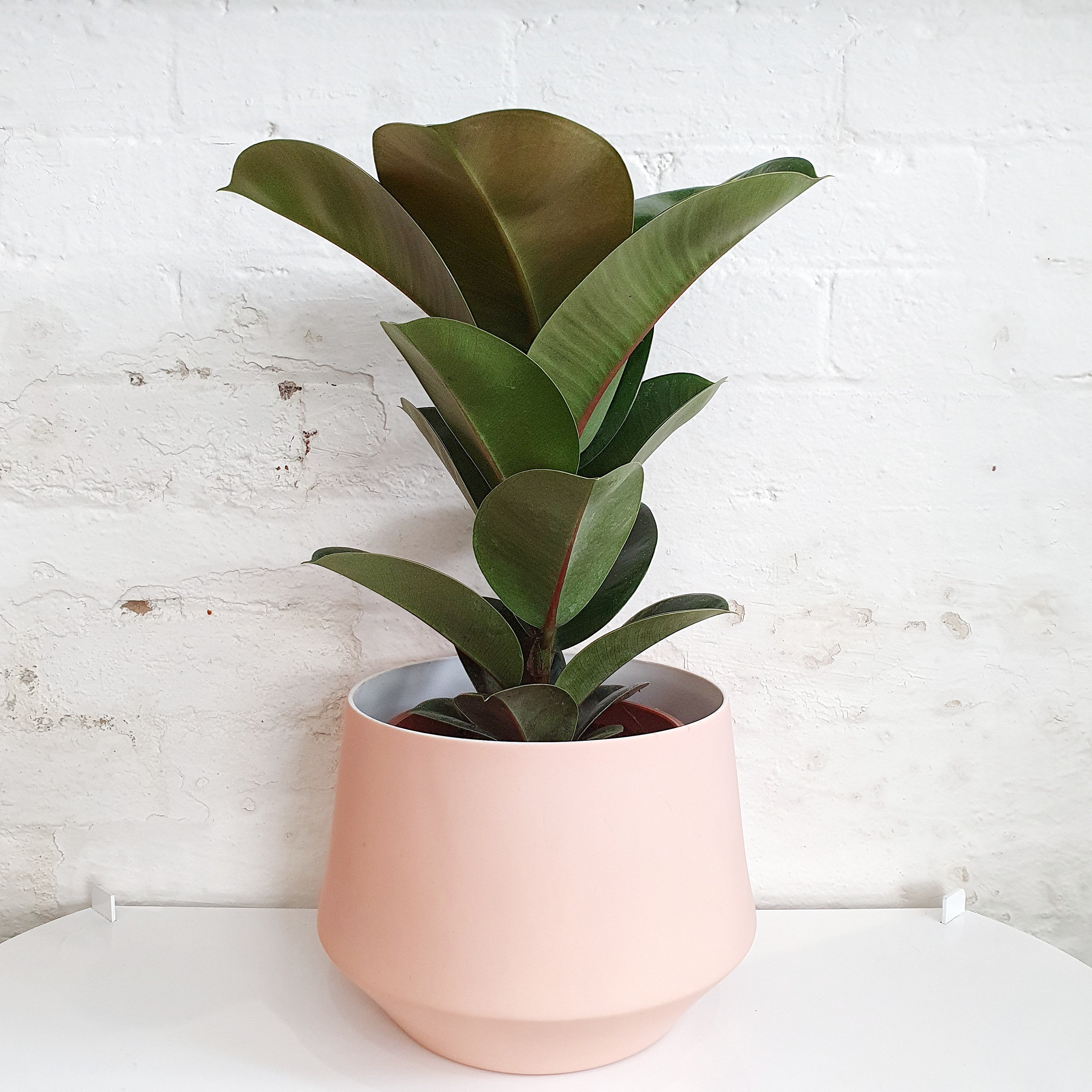 Ficus elastica ‘Sofia’ - 19cm pot | Plantsmith Indoor Plants Melbourne