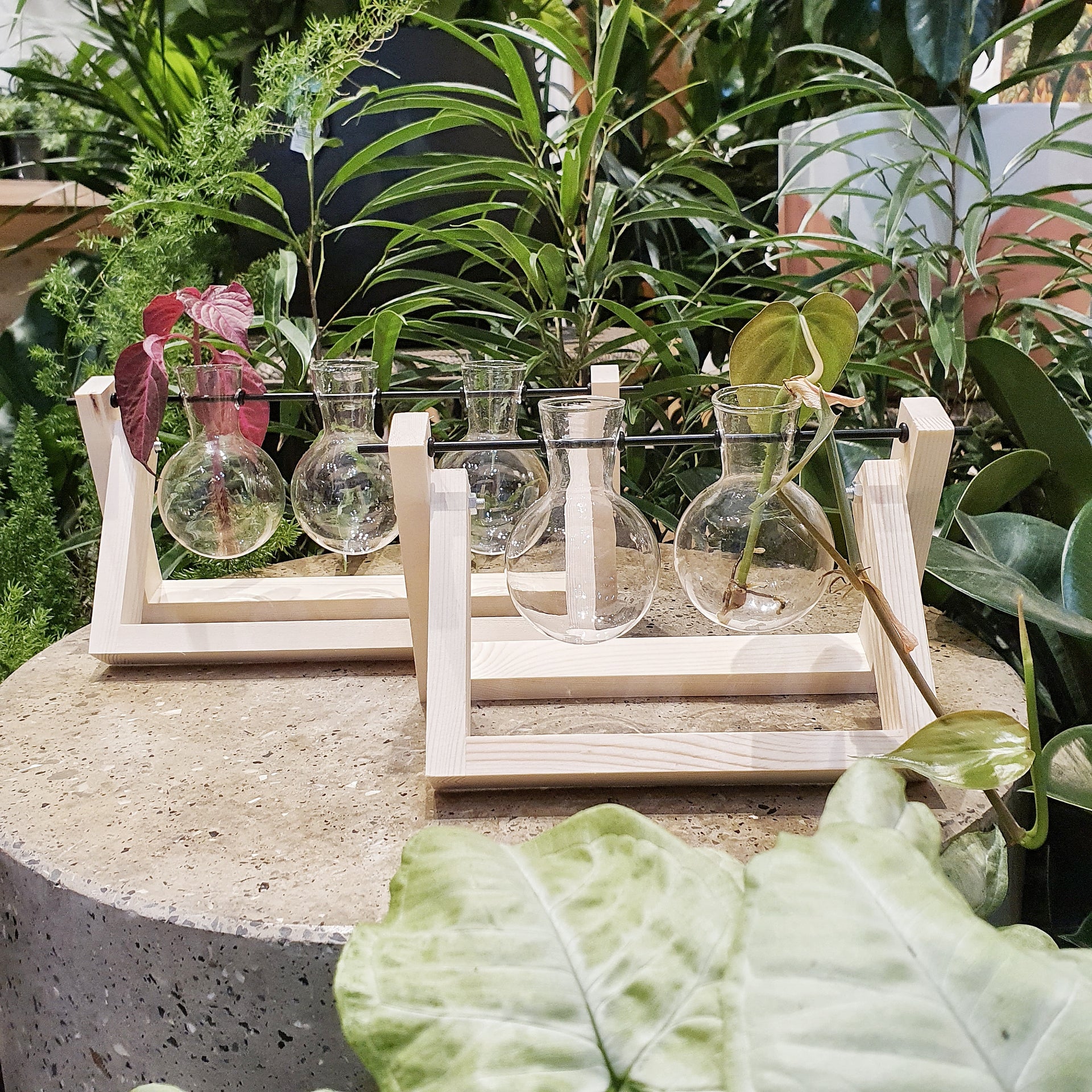 Triple Glass Bulb Propagation Station | Plantsmith Indoor Plants Melbourne