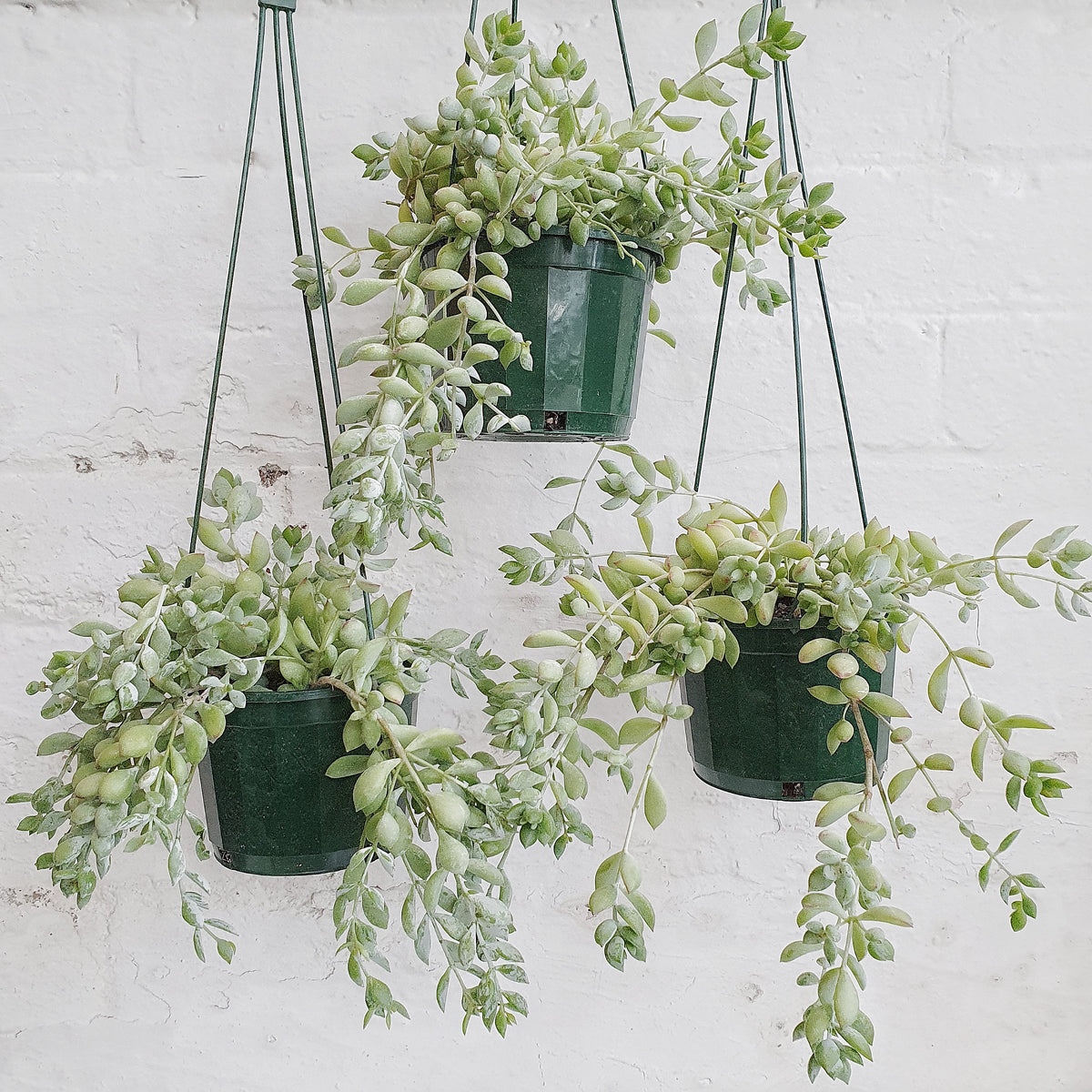 Cotyledon pendens - 13cm pot | Plantsmith Indoor Plants Melbourne