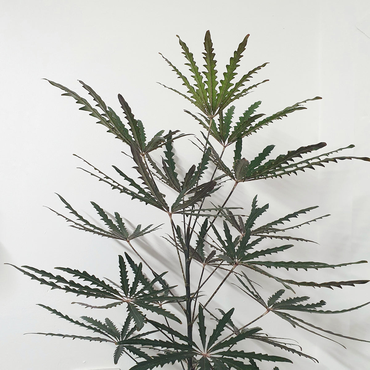 Schefflera (plerandra) elegantissima (False Aralia) | Plantsmith Indoor ...