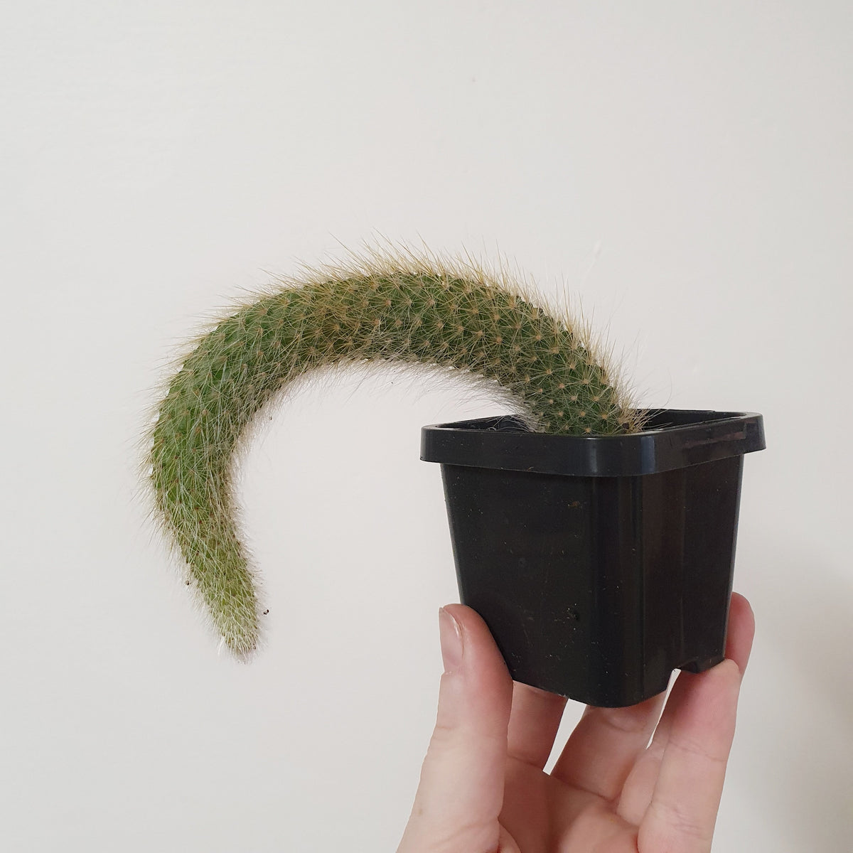 Cleistocactus (Monkeys Tail) - 7cm pot | Plantsmith Indoor Plants Melbourne
