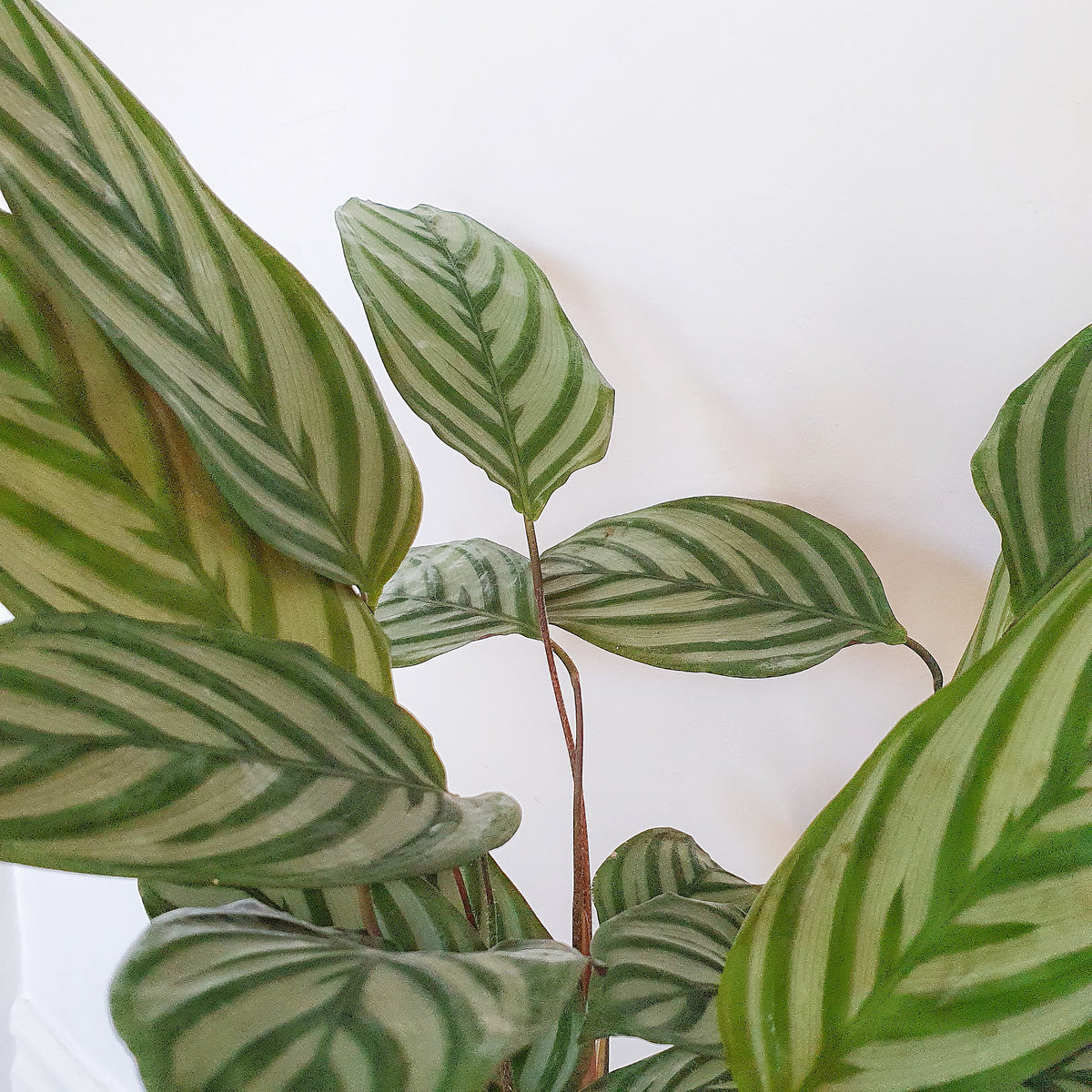 Ctentanthe setosa - 20cm pot | Plantsmith Indoor Plants Melbourne