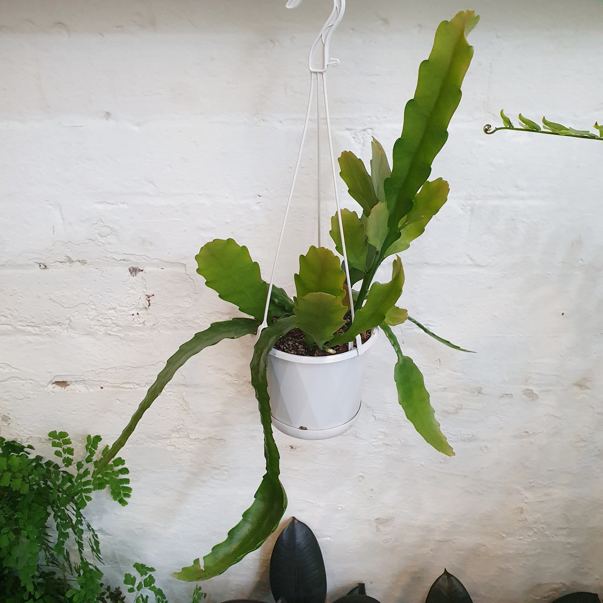 Rhipsalis Disocactus nelsonii - 13cm pot | Plantsmith Indoor Plants ...