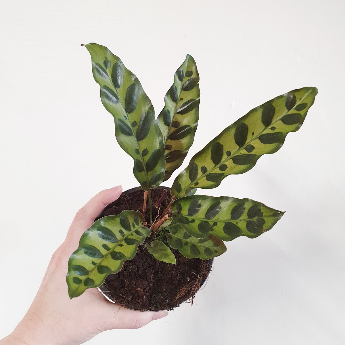 Calathea lancifolia insignis - 12cm pot | Plantsmith Indoor Plants ...