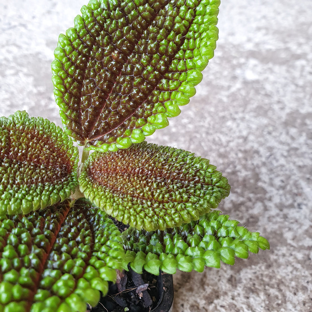 Pilea involucrata (Friendship Plant) 6cm pot | Plantsmith Indoor Plants ...