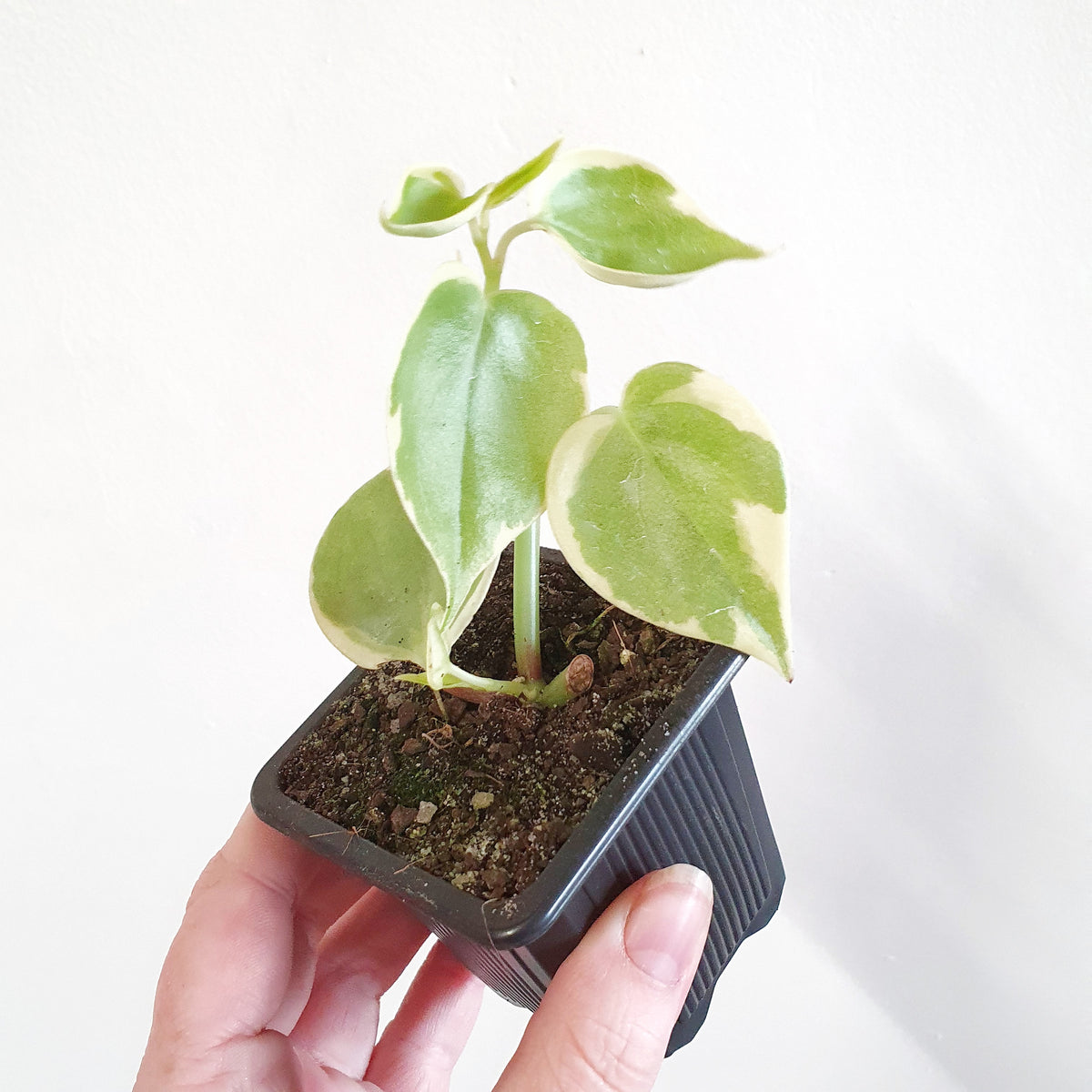 Peperomia scandens variegata (Variegated Trailing Peperomia) - 7cm pot ...