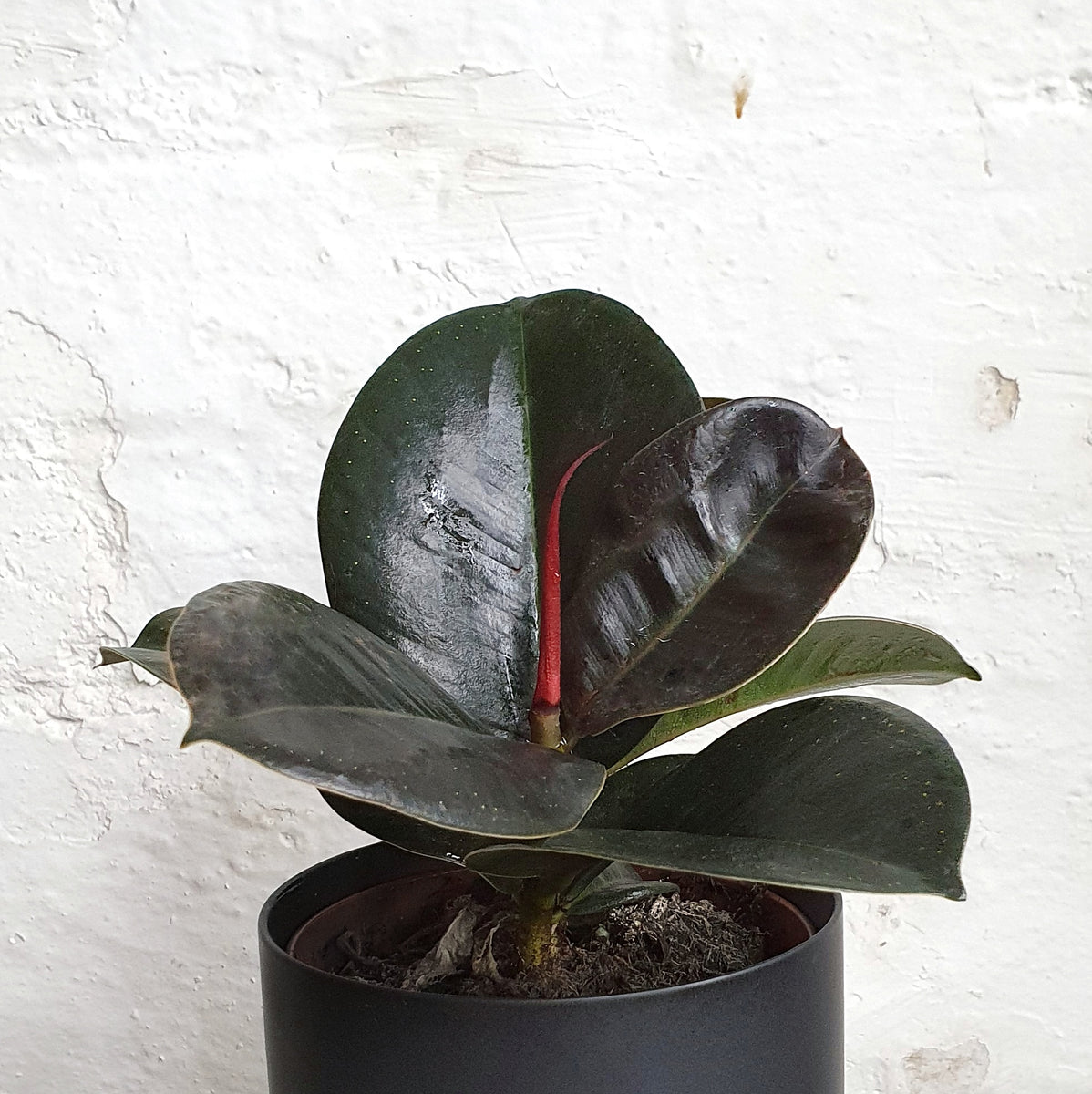Ficus elastica 'Sofia' - 12cm pot | Plantsmith Indoor Plants Melbourne