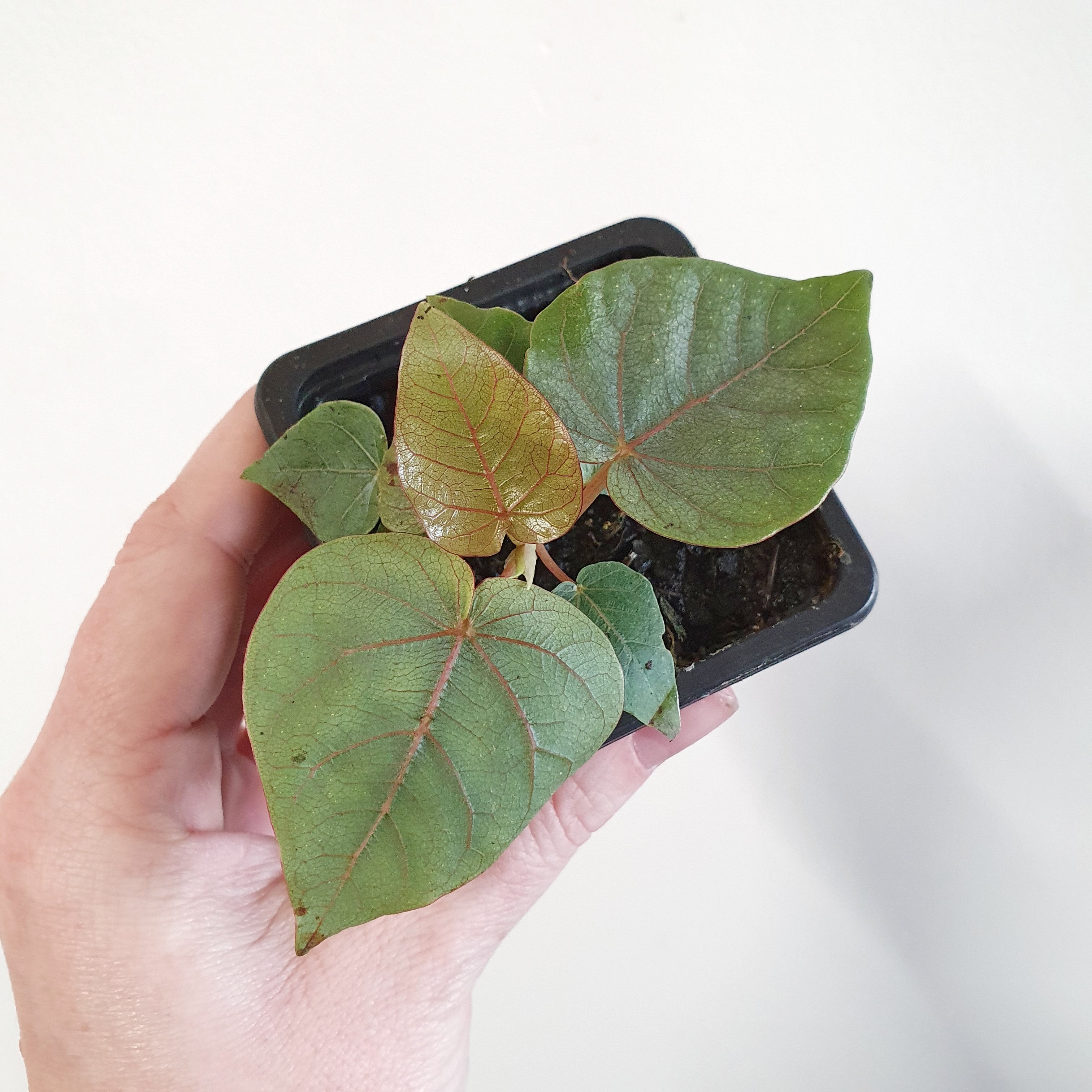 Ficus petiolaris (Rock Fig) - 7cm pot | Plantsmith Indoor Plants Melbourne