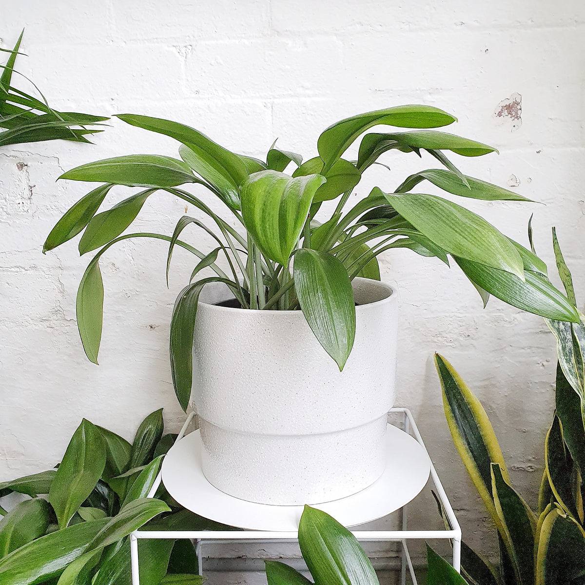 Caliphruria subedentata (Green Supreme) - 20cm pot | Plantsmith Indoor ...