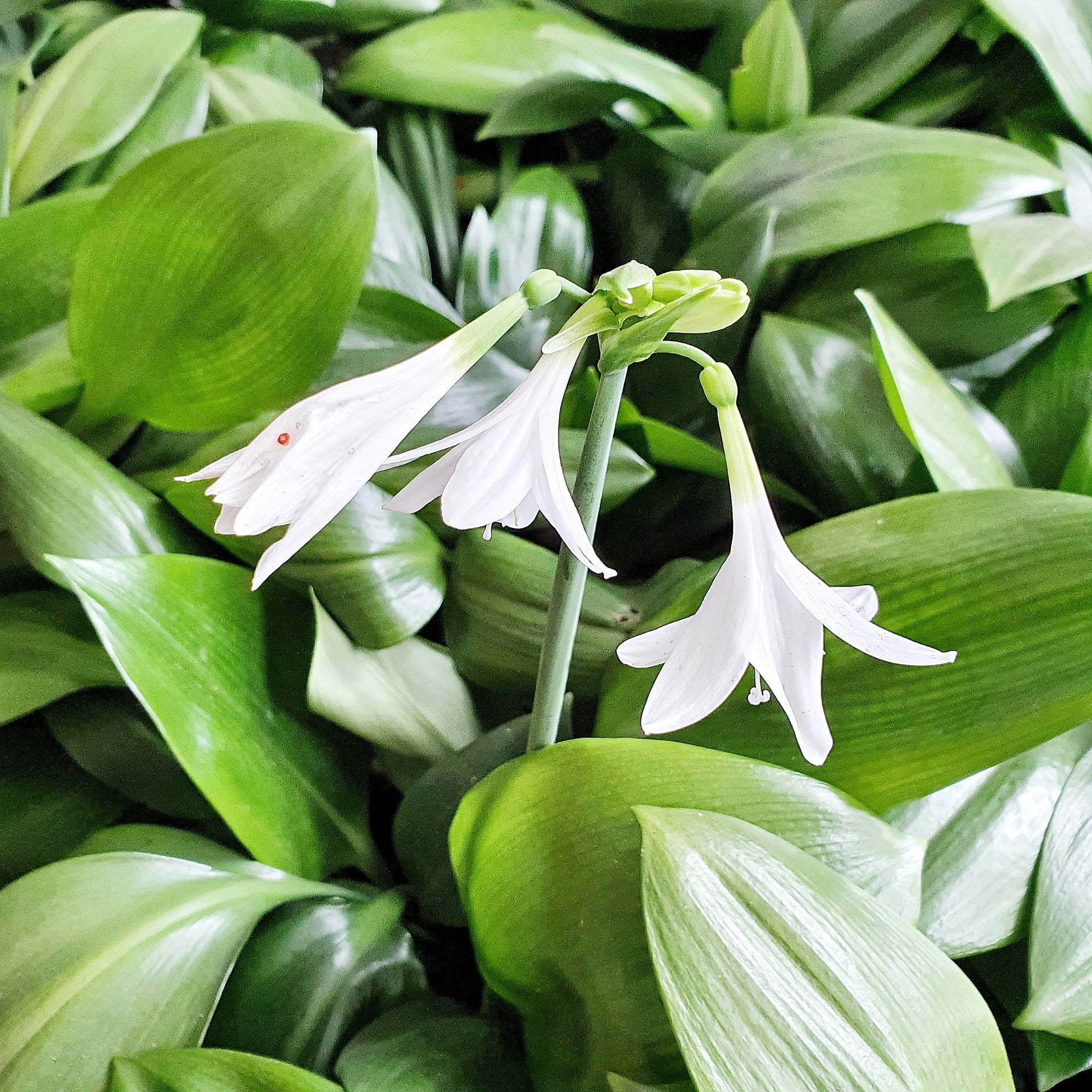 Caliphruria subedentata (Green Supreme) - 20cm pot | Plantsmith Indoor ...